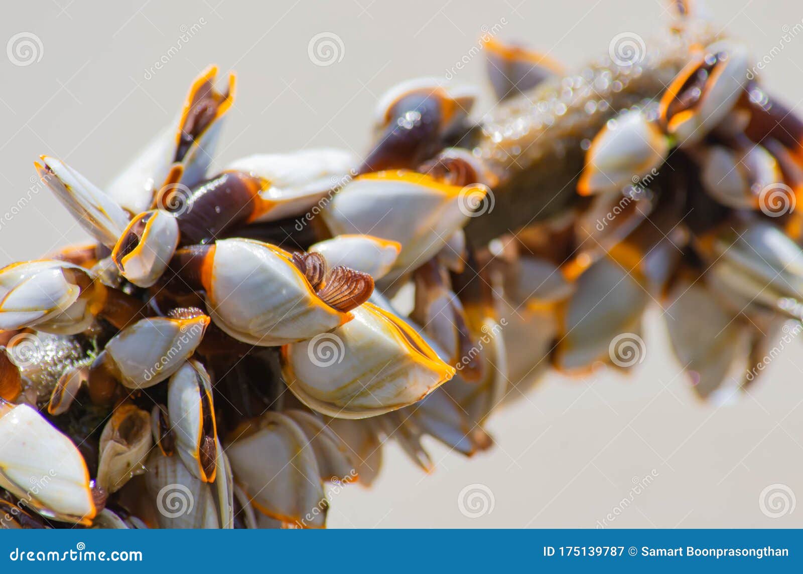 Many White Shells on Bamboo and Sea Stock Image - Image of mussel ...