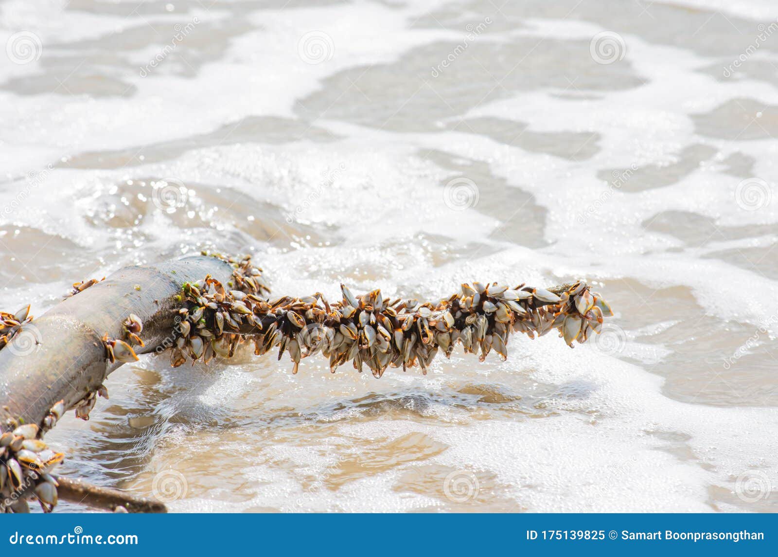 Many White Shells on Bamboo and Sea Stock Image - Image of americanus ...