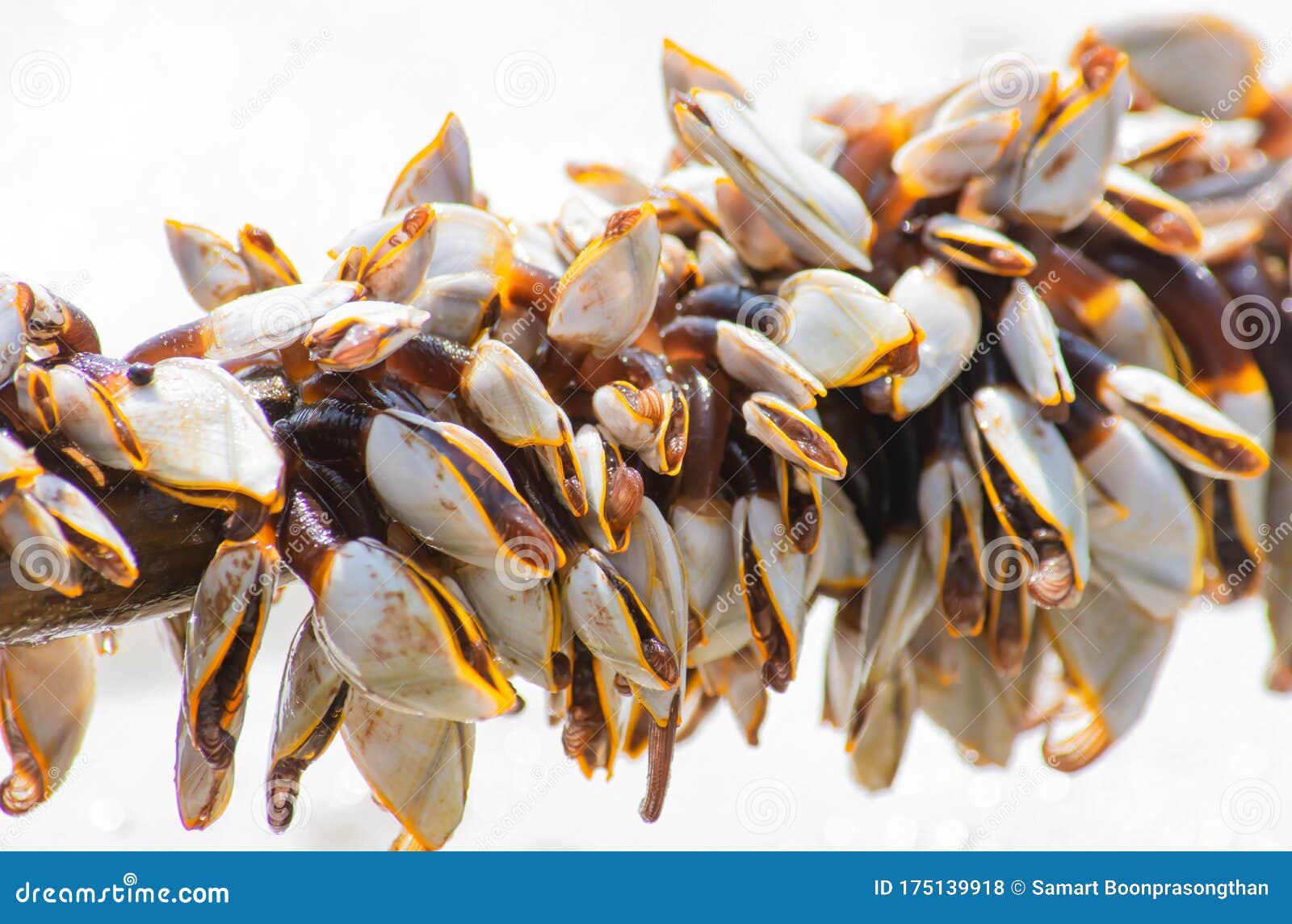 Many White Shells on Bamboo and Sea Stock Photo - Image of ocean, north ...