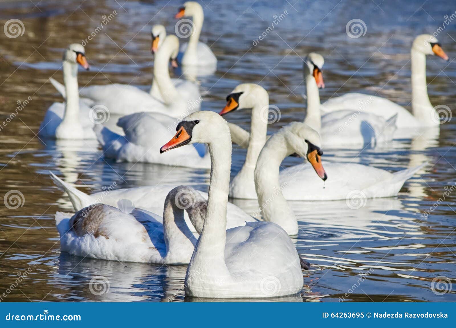 Many White Swans stock image. Image of summer, reflection - 64263695