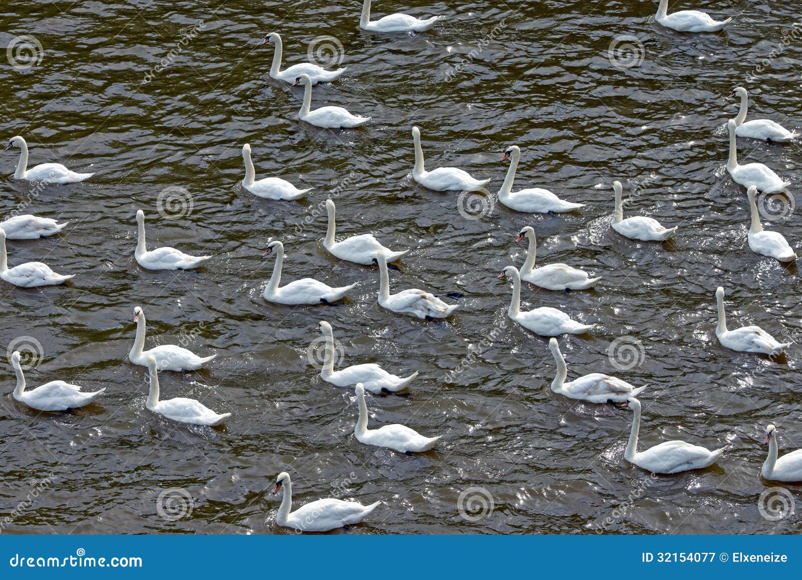 Many white swans stock image. Image of swimming, bill - 32154077