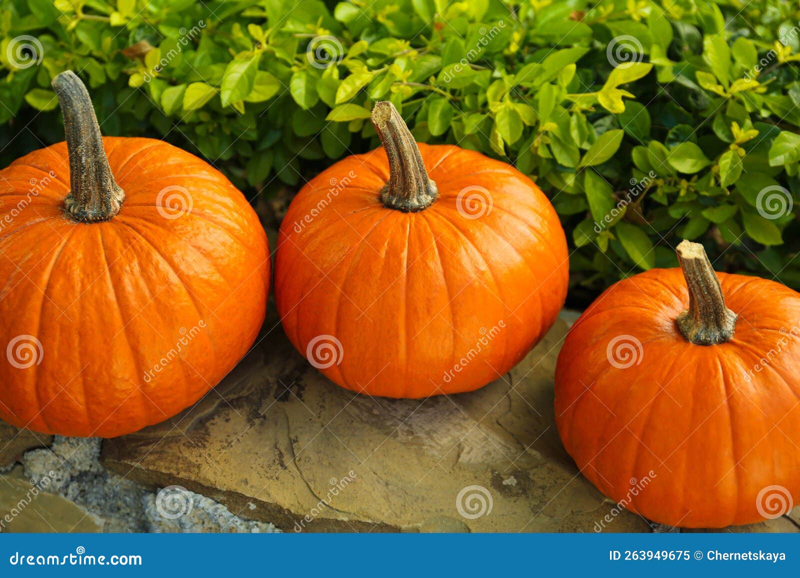 Many Whole Ripe Pumpkins on Stone Curb Outdoors Stock Image - Image of ...