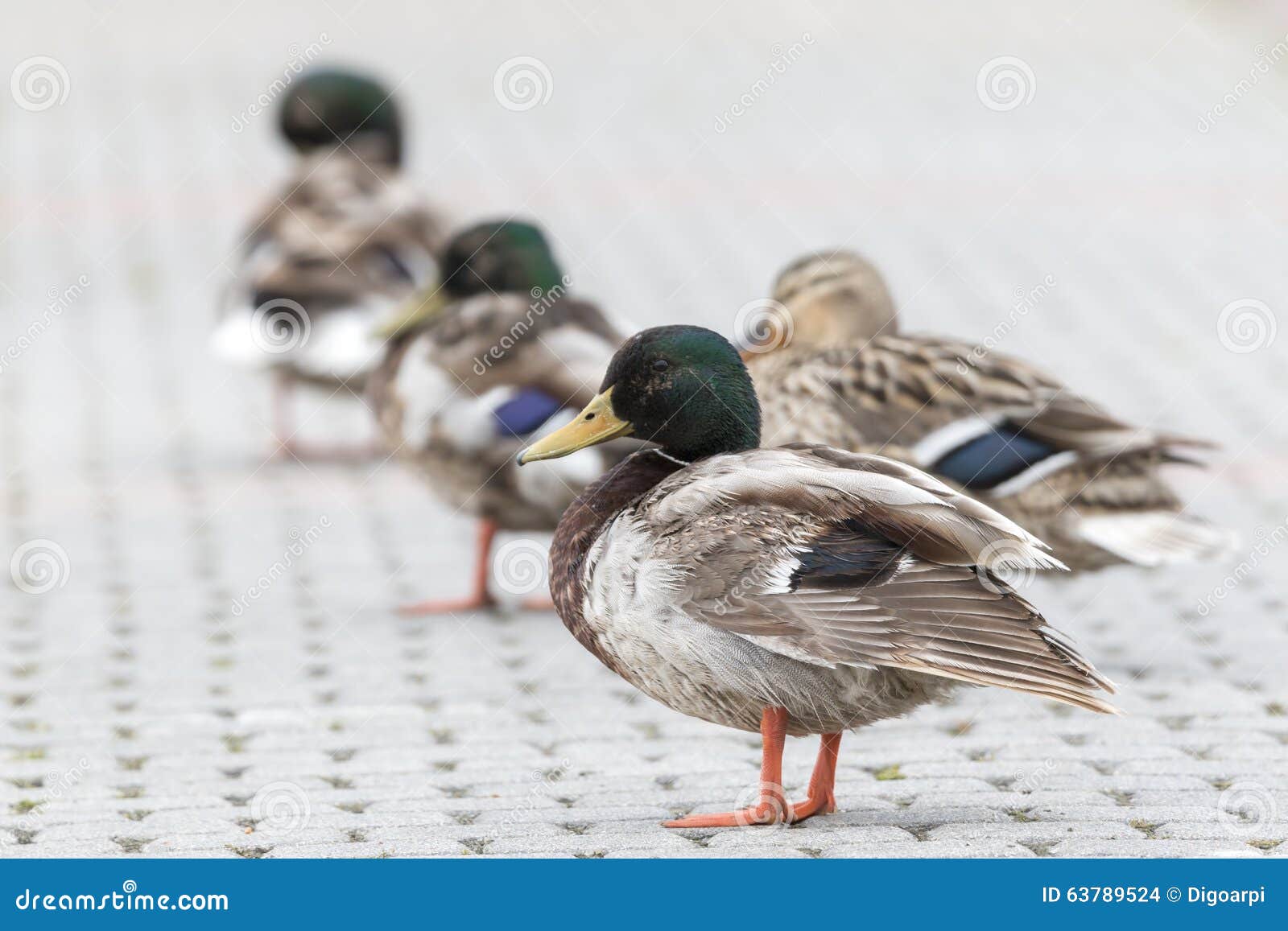 Many wild ducks stock photo. Image of natural, quack - 63789524