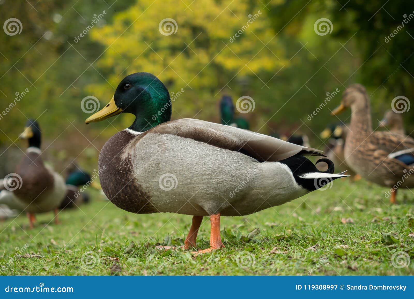 Many Wild Ducks Out in the Park Stock Image - Image of cute, bird ...
