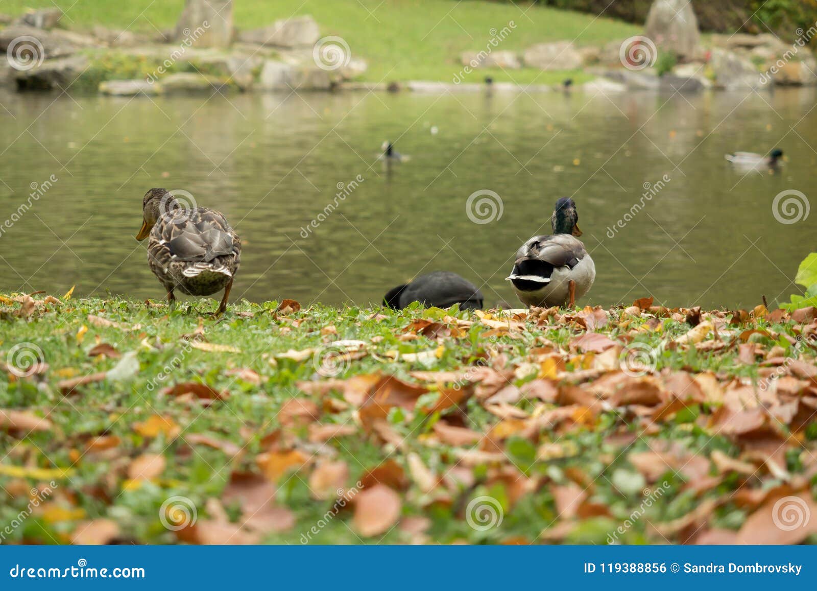 Many Wild Ducks Out in the Park Stock Photo - Image of outdoor, animals ...