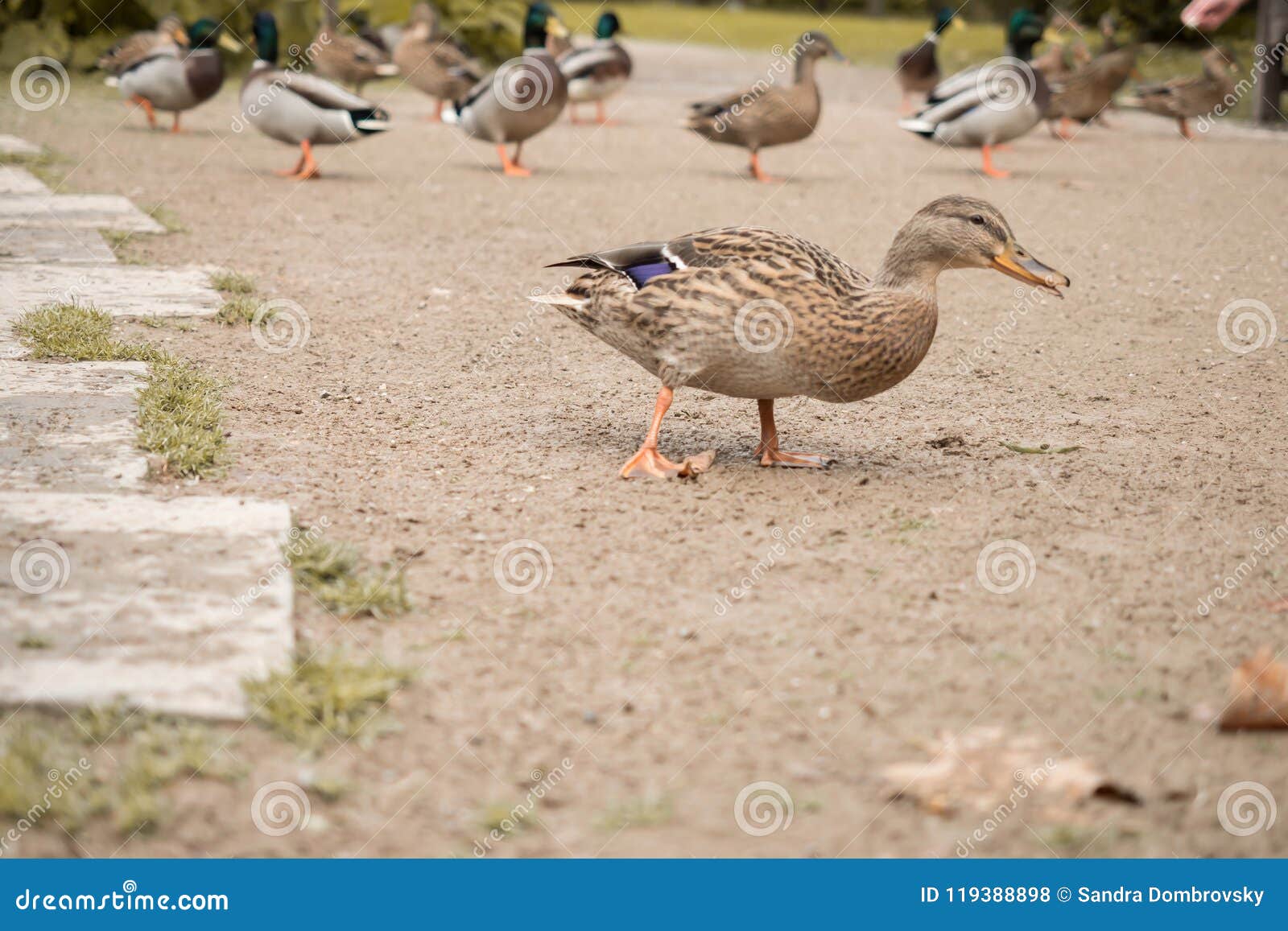 Many Wild Ducks Out in the Park Stock Photo - Image of ornithology ...