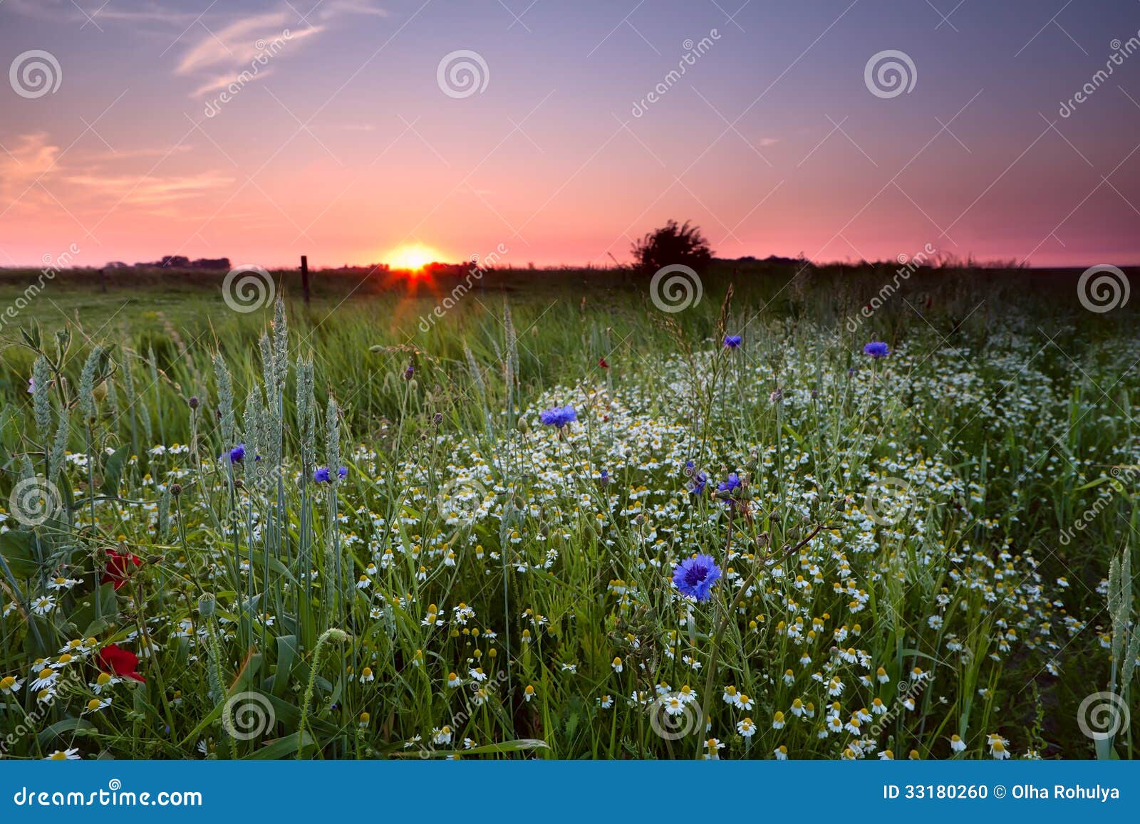 Many Wildflowers on Field at Sunset Stock Photo - Image of scenic ...