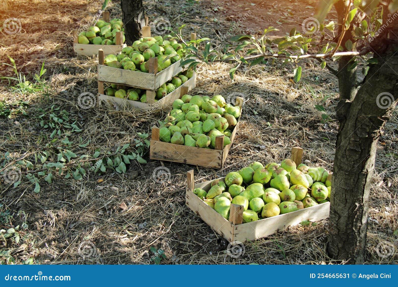 Many Williams Pear Boxes on the Orchard Ground Stock Image - Image of ...
