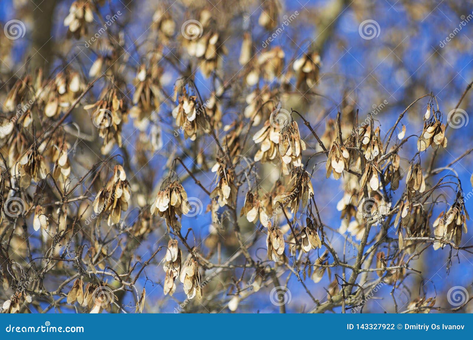 Many Withered Maple Spouts in Early Spring Stock Photo - Image of ...