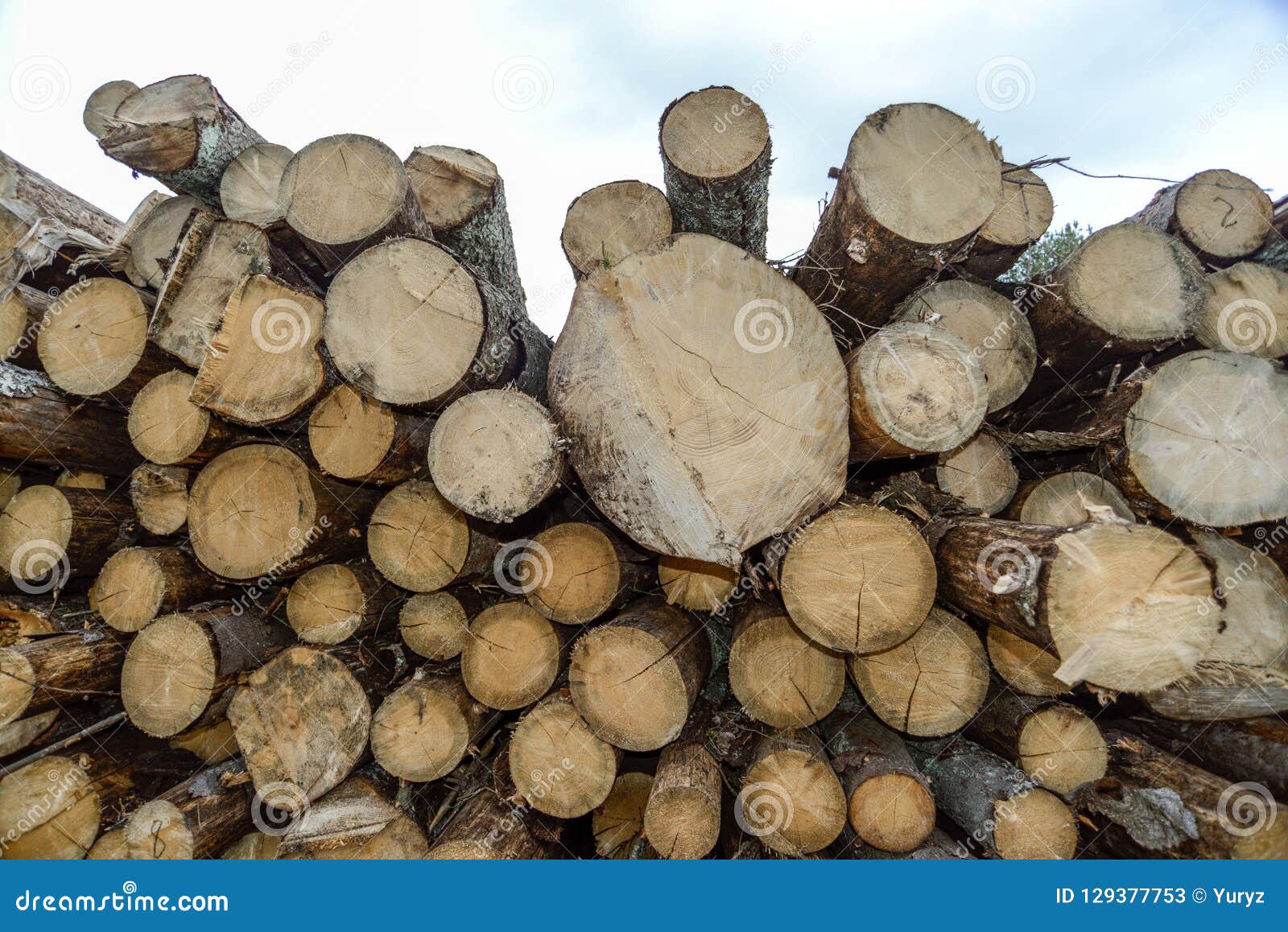 Many wood logs stock image. Image of wood, wooden, landscape - 129377753