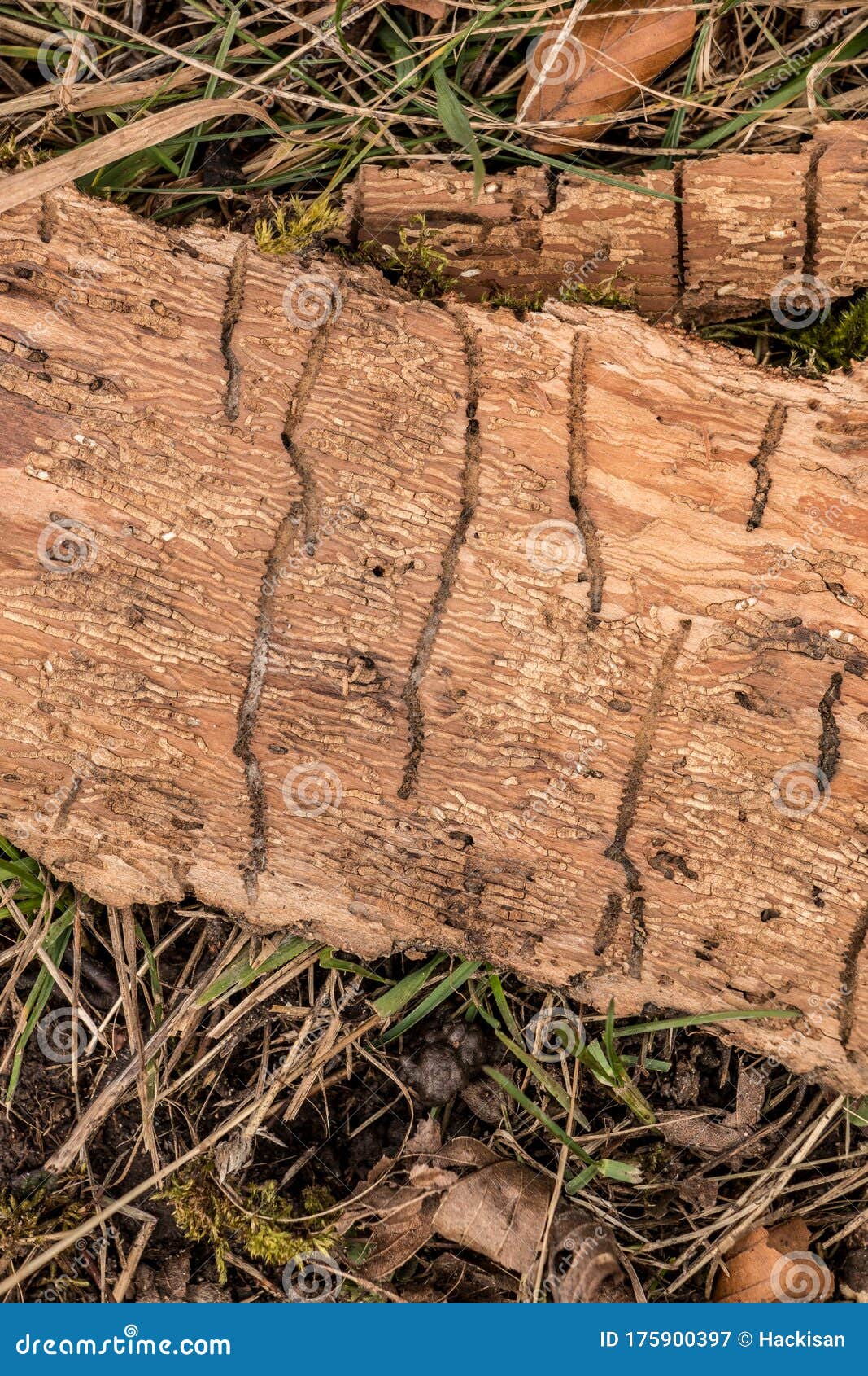 Many Worm Grooves on a Wooden Piece of Tree Bark Stock Image - Image of ...
