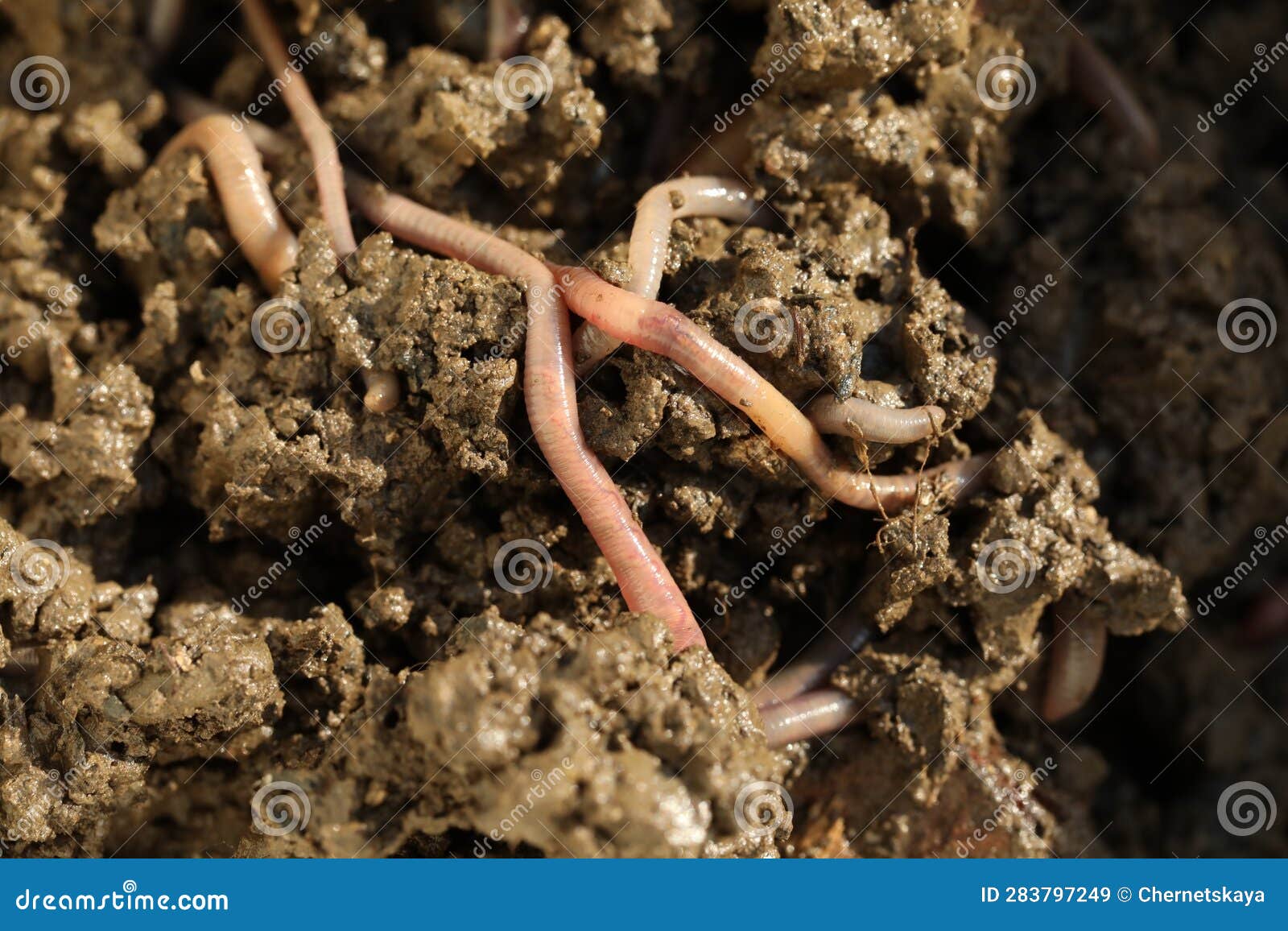 Many Worms Crawling in Wet Soil on Sunny Day, Closeup Stock Image ...