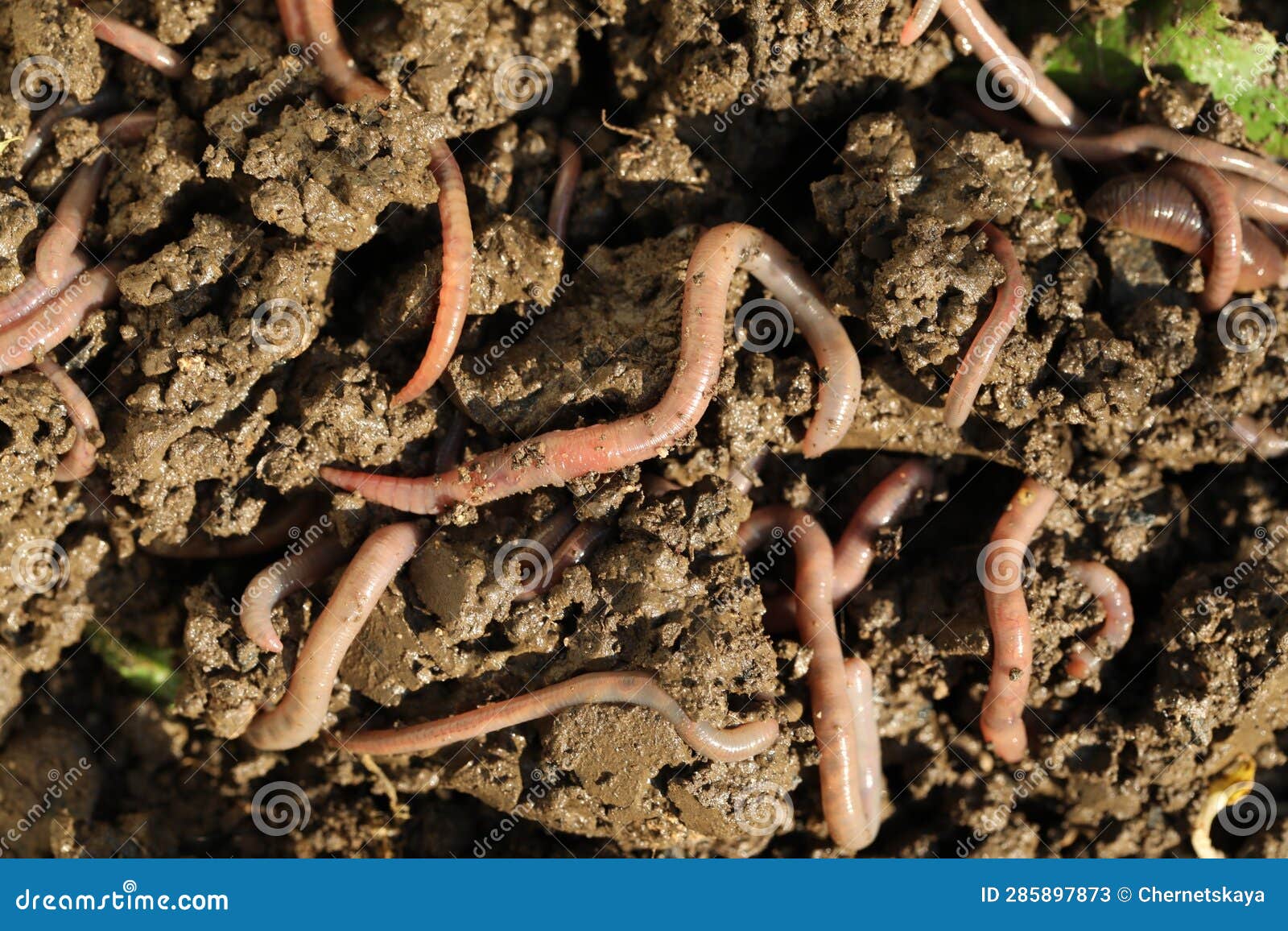 Many Worms Crawling in Wet Soil on Sunny Day, Closeup Stock Image ...