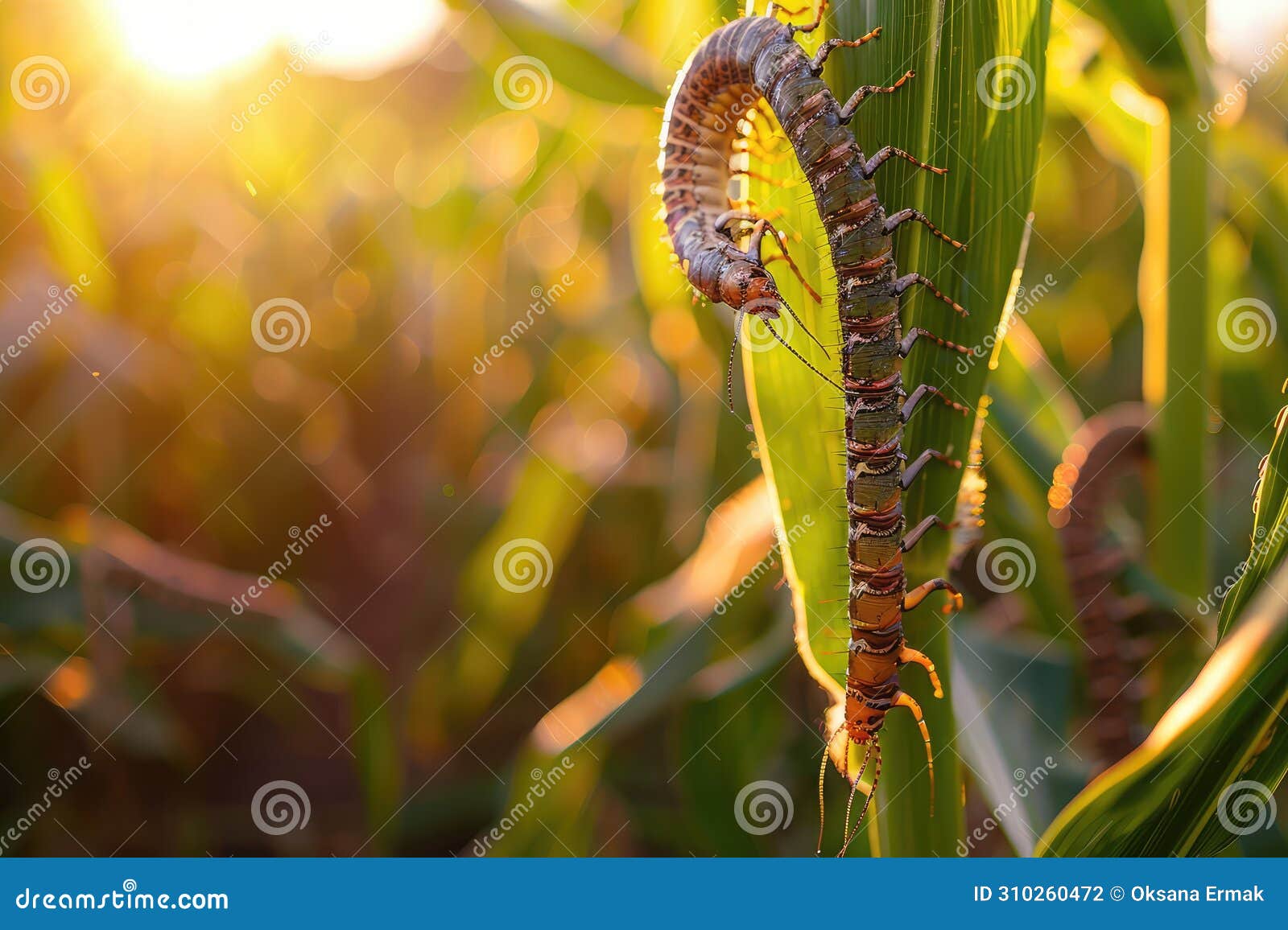 Many Worms Eats Corn Cobs On Corn Field, Hungry Caterpillars Eats Corn ...