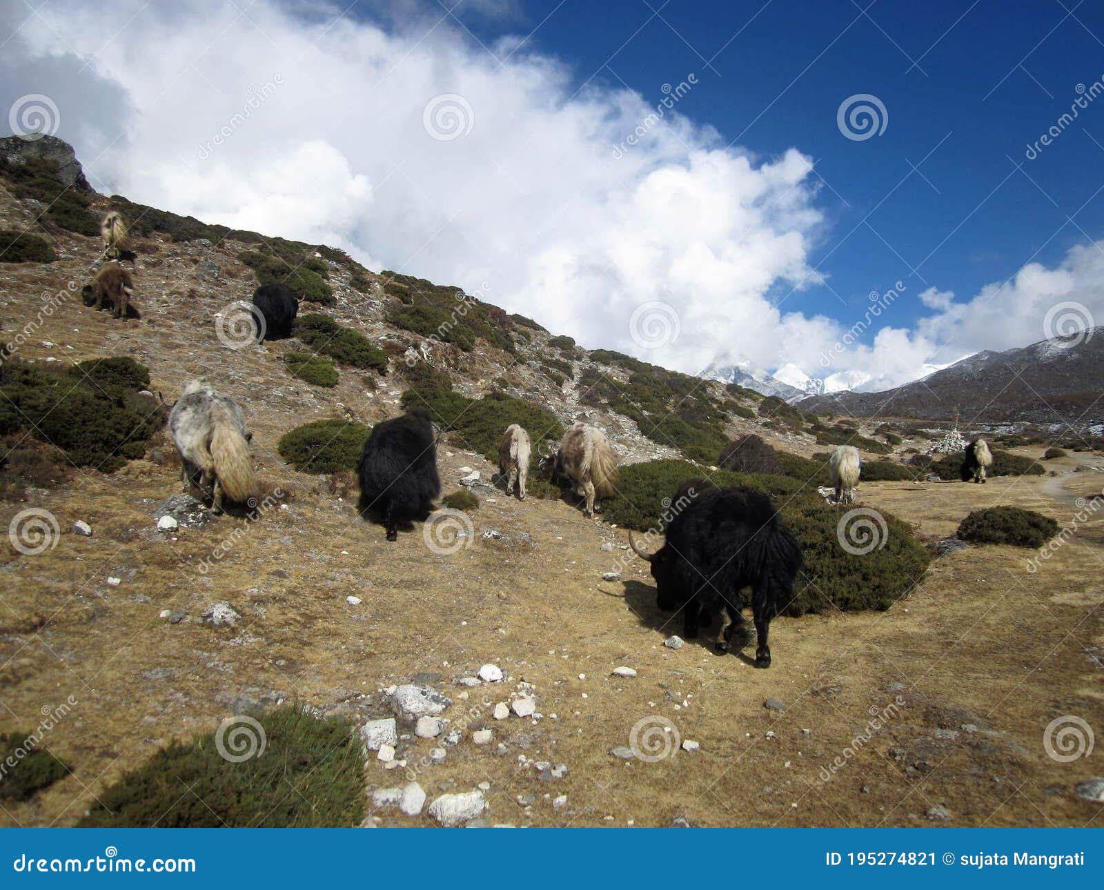 Many Yaks are grazing .. stock image. Image of fell - 195274821