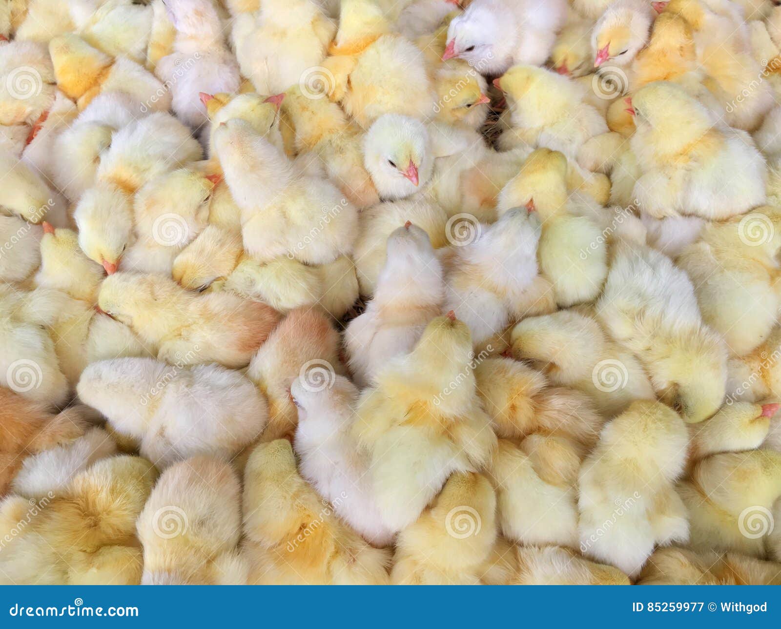 Many Yellow Chicks at Poultry Farm Stock Image - Image of poult, full ...