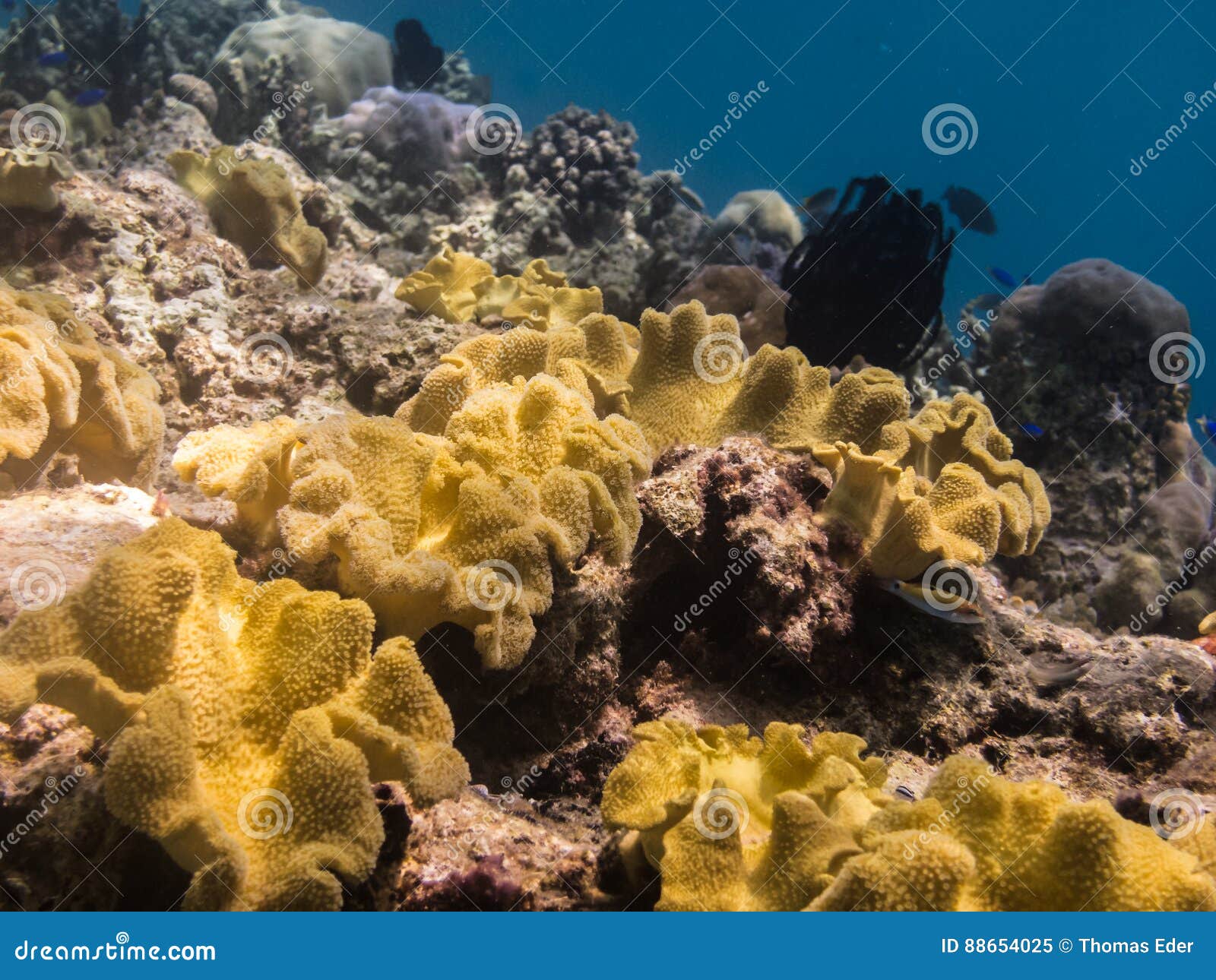 Many yellow coral stock image. Image of dive, reef, healthy - 88654025