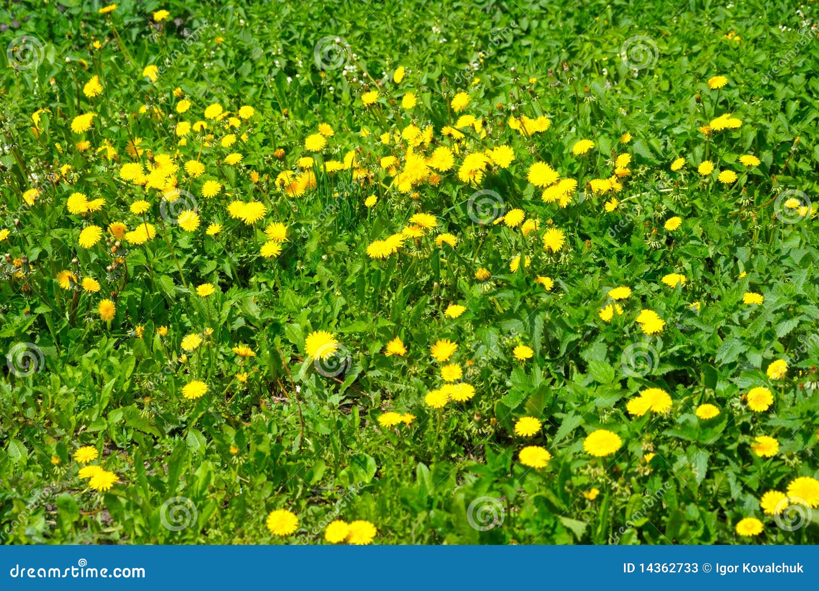 Many yellow dandelions stock image. Image of green, outdoor - 14362733