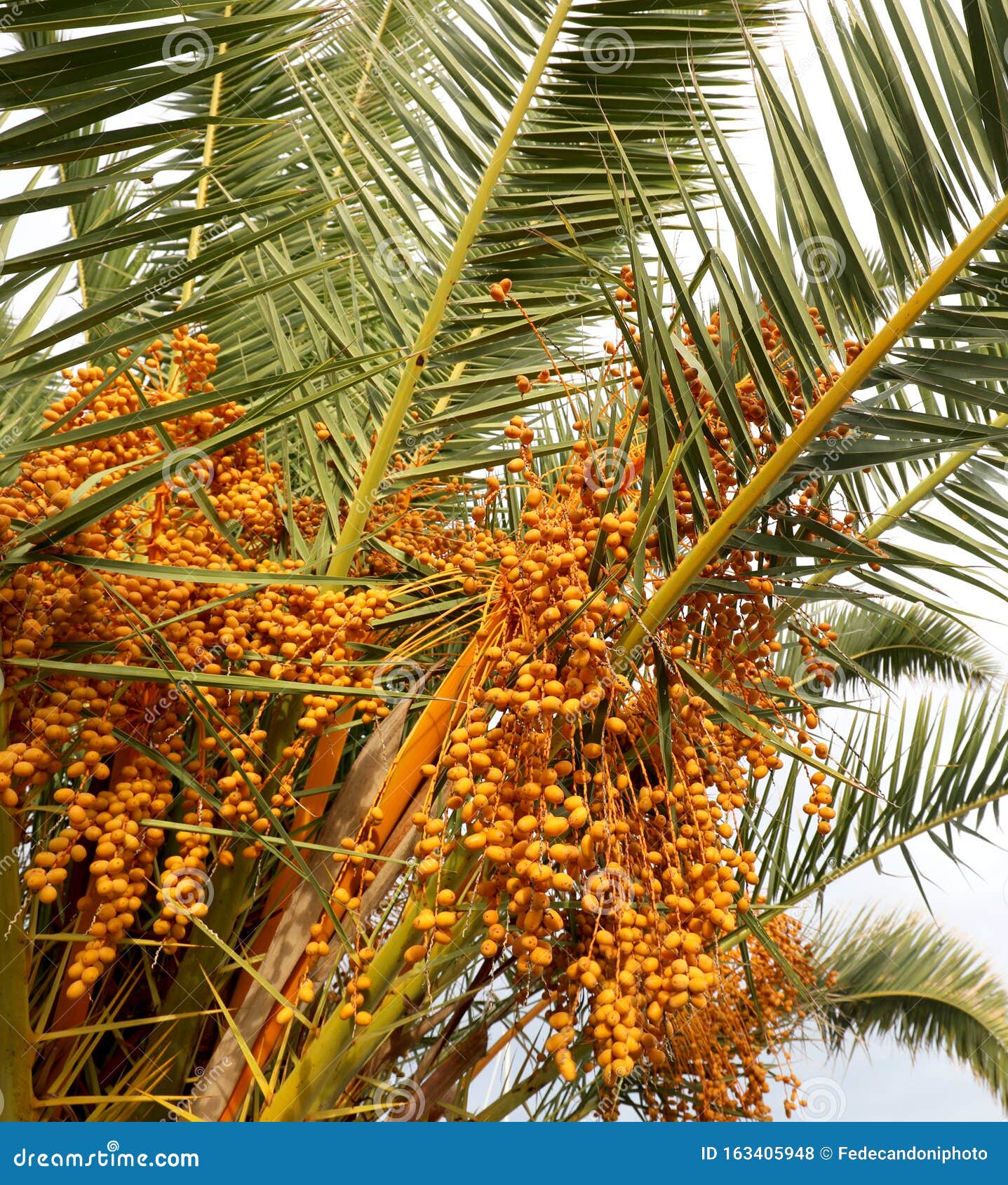 Many Yellow Dates on the Palm Tree Stock Photo - Image of subtropical ...