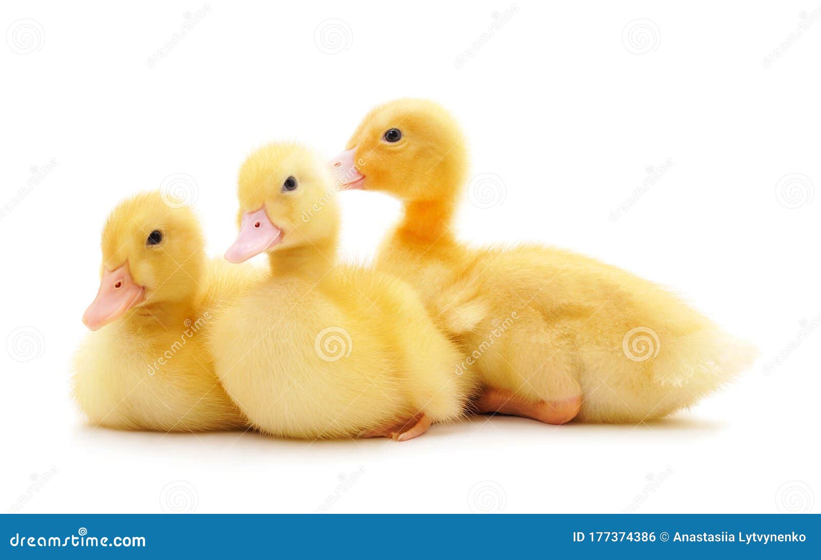 Many yellow ducklings stock photo. Image of ducks, background - 177374386