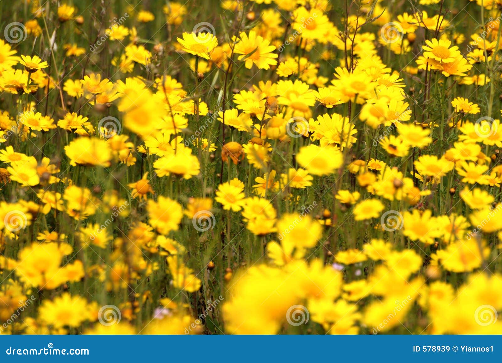 Many yellow flowers stock image. Image of spring, bloom - 578939
