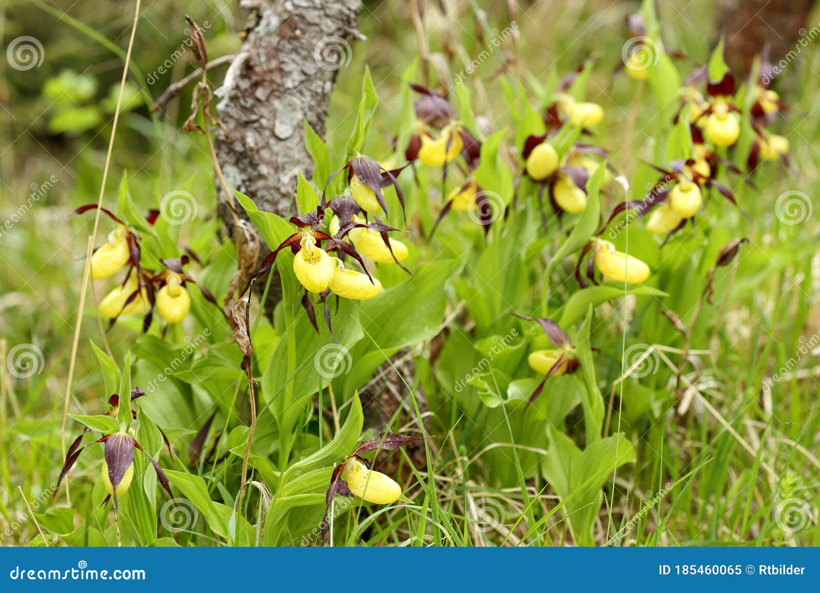 Many Yellow Orchids on a Field Stock Image - Image of cypripedium ...