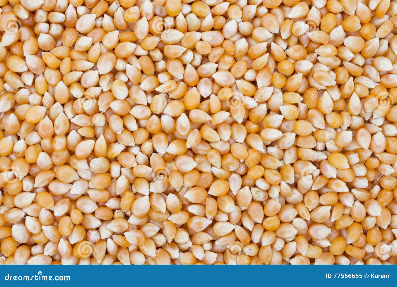 Many Yellow Popcorn Kernels Background Stock Image - Image of kernels ...