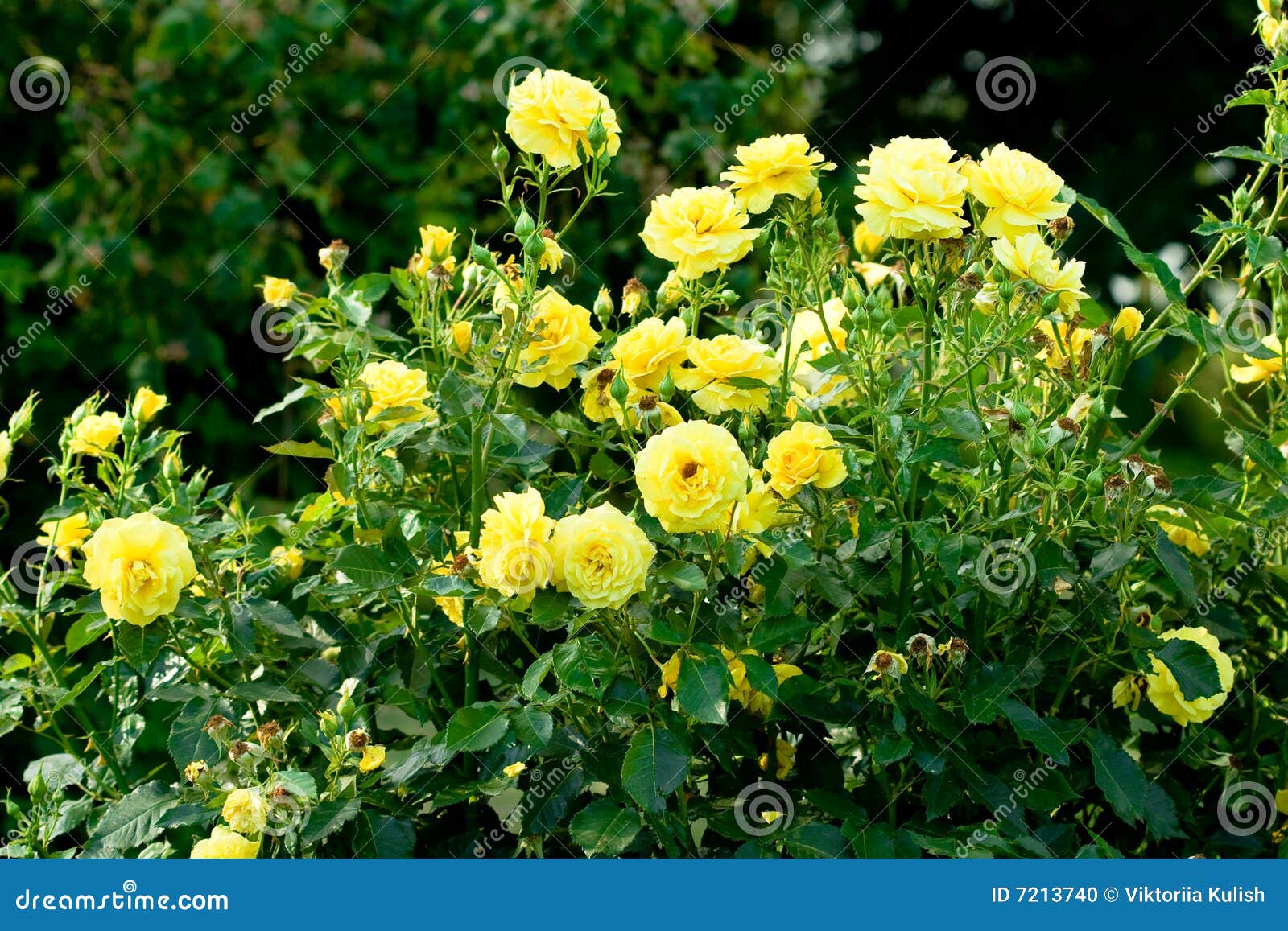 Many yellow roses stock photo. Image of beautiful, blossoming - 7213740