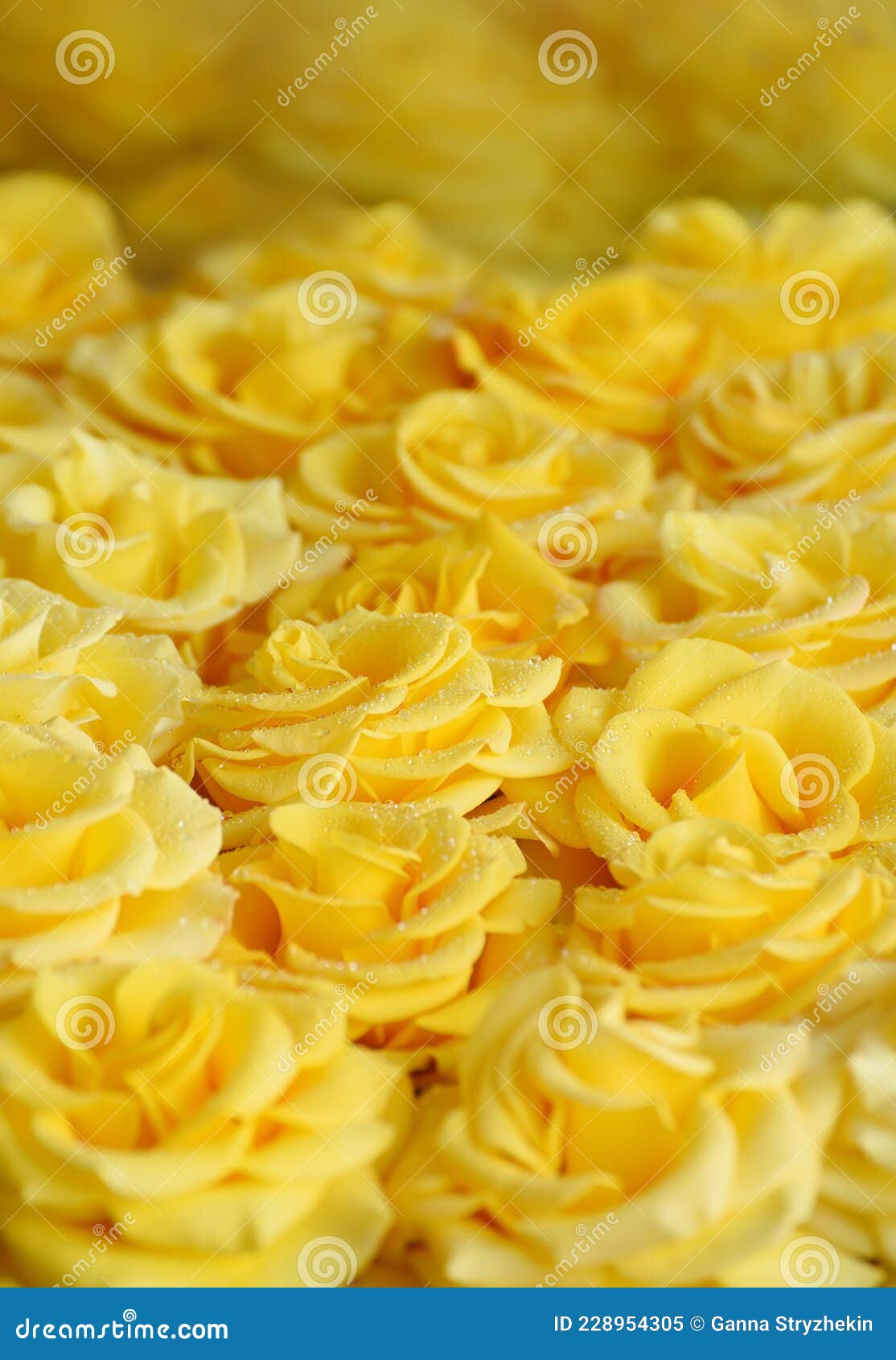 Many yellow roses stock image. Image of event, gift - 228954305