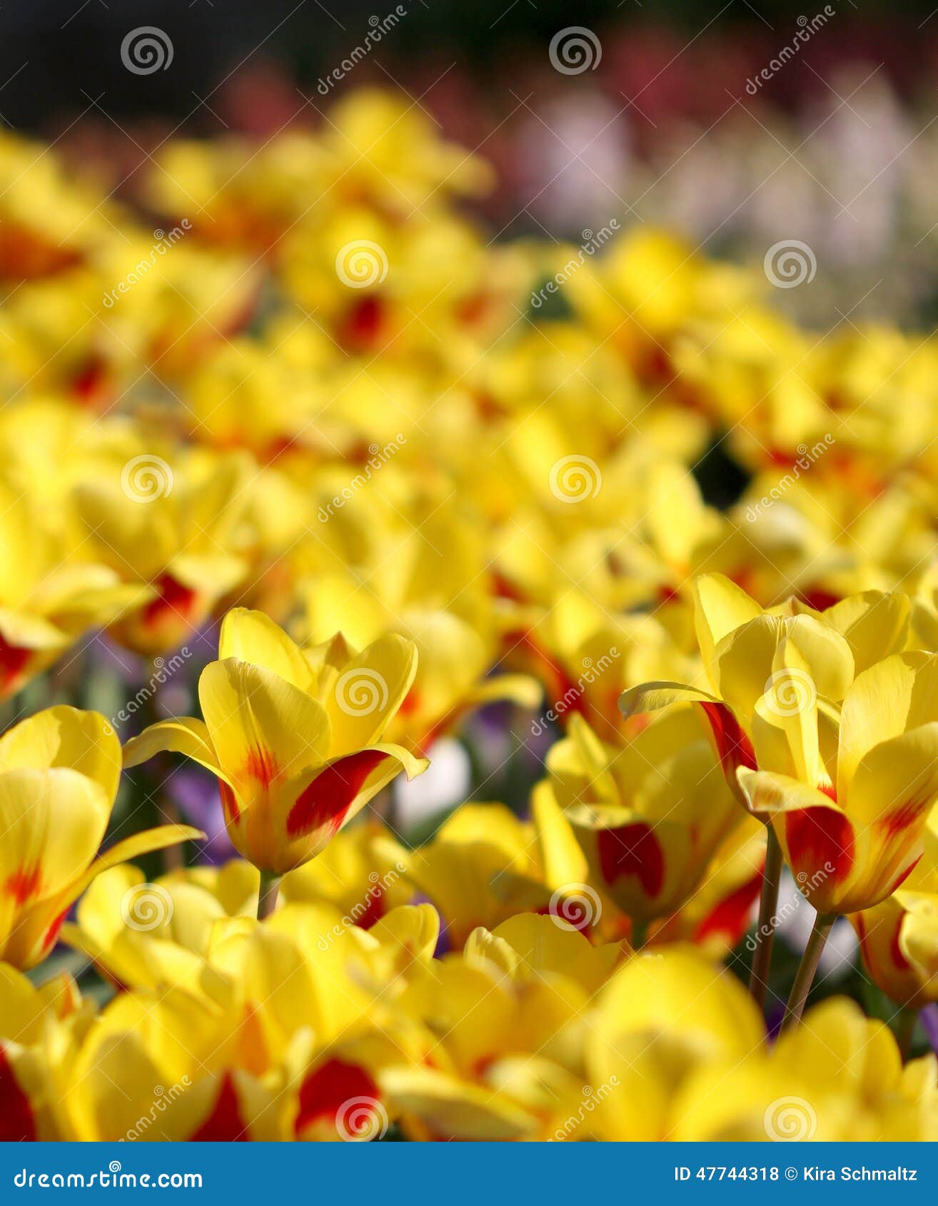 Many Yellow Tulips Growing Under the Spring Sunshine Stock Photo ...