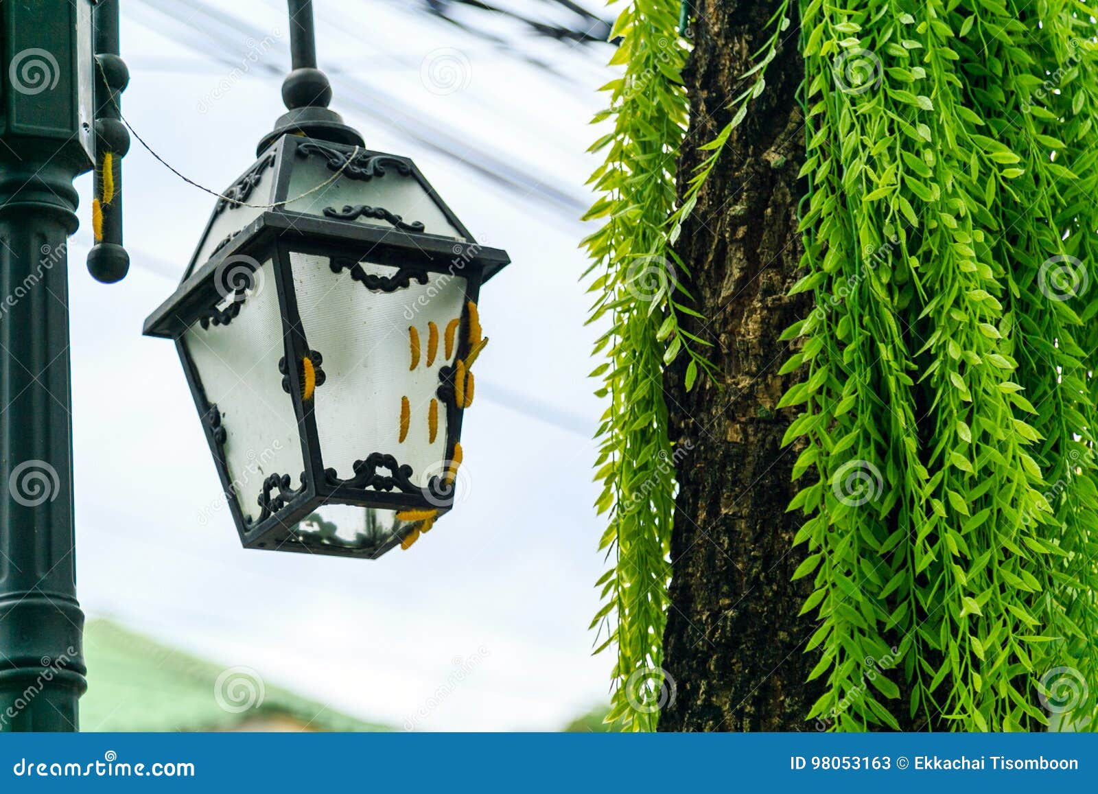 Many Yellow Worms Climb the Lamp Under the Tree. Stock Image - Image of ...