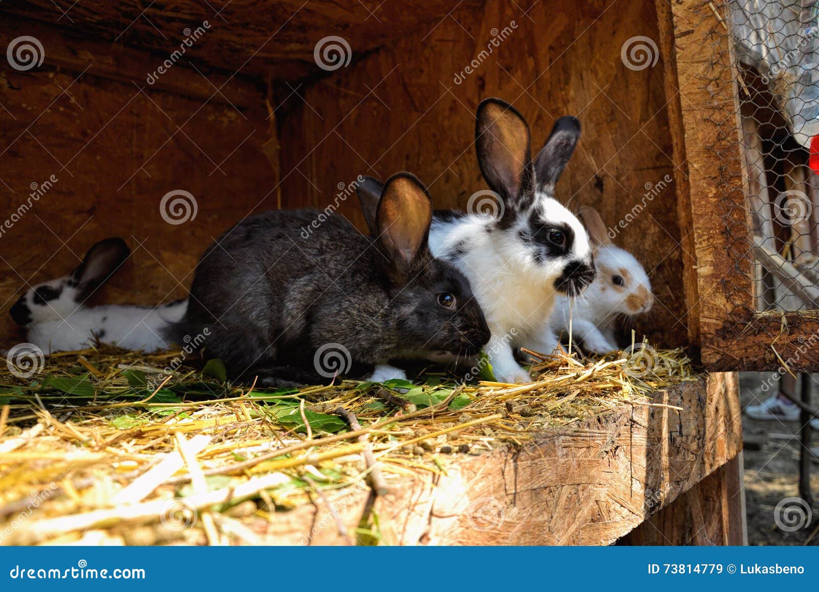 Many Young Bunnies in a Shed. a Group of Small Rabbits Feed in Barn ...