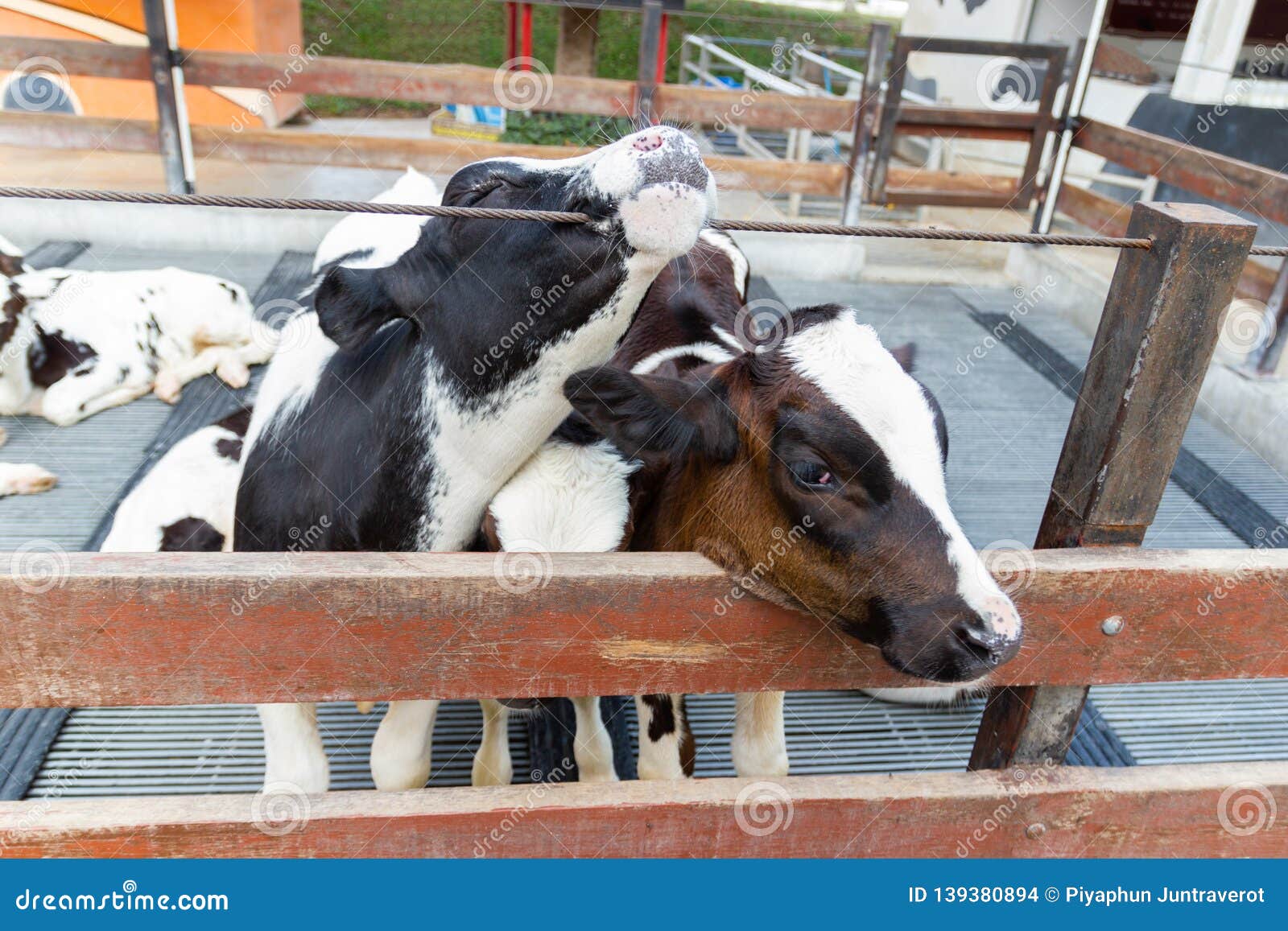 Many Young Cow are Raised in the Cows at the Farm Stock Photo - Image ...