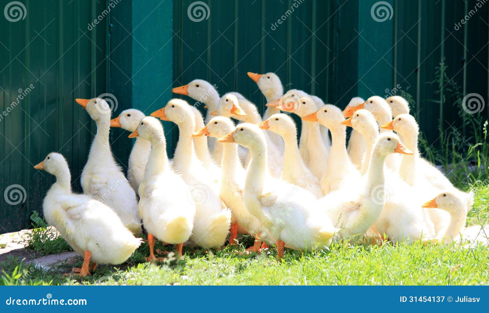 Many Young Ducks on Green Grass Stock Image - Image of birds, bird ...