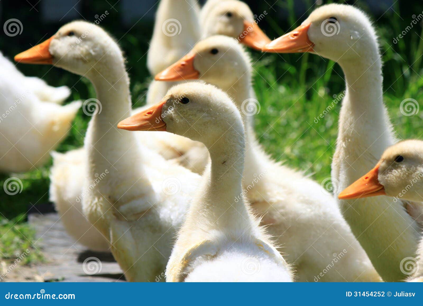 Many Young Ducks on Green Grass Stock Photo - Image of family, flock ...