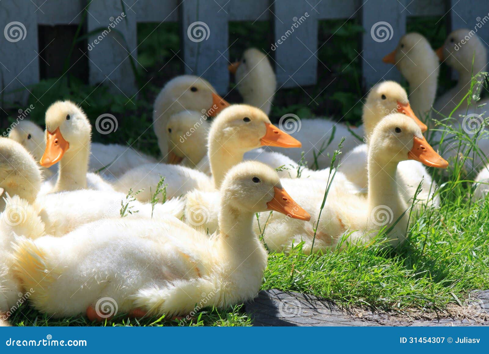 Many Young Ducks on Green Grass Stock Image - Image of family, life ...