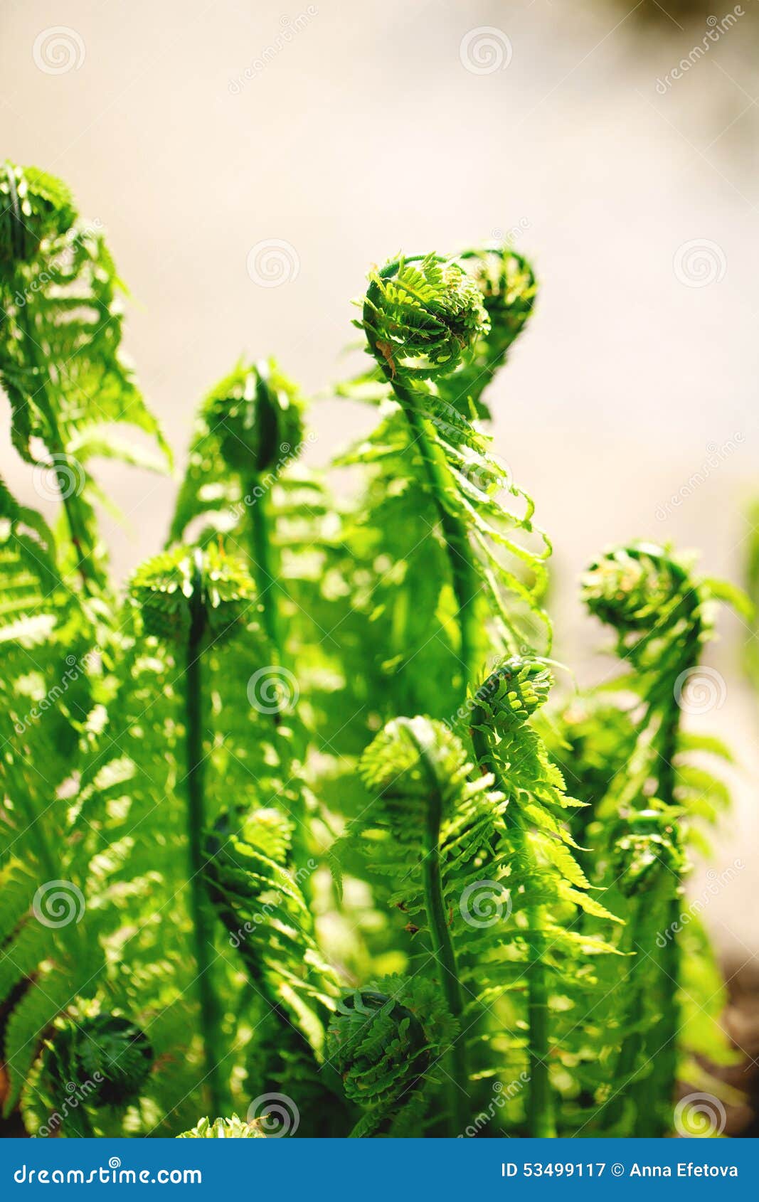 Many young ferns stock image. Image of frond, exotic - 53499117