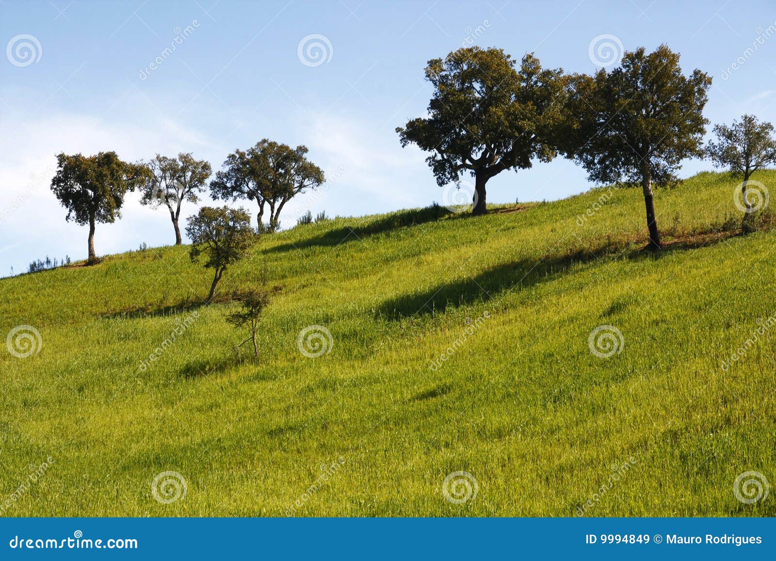 Many young olm oak trees stock image. Image of algarve - 9994849