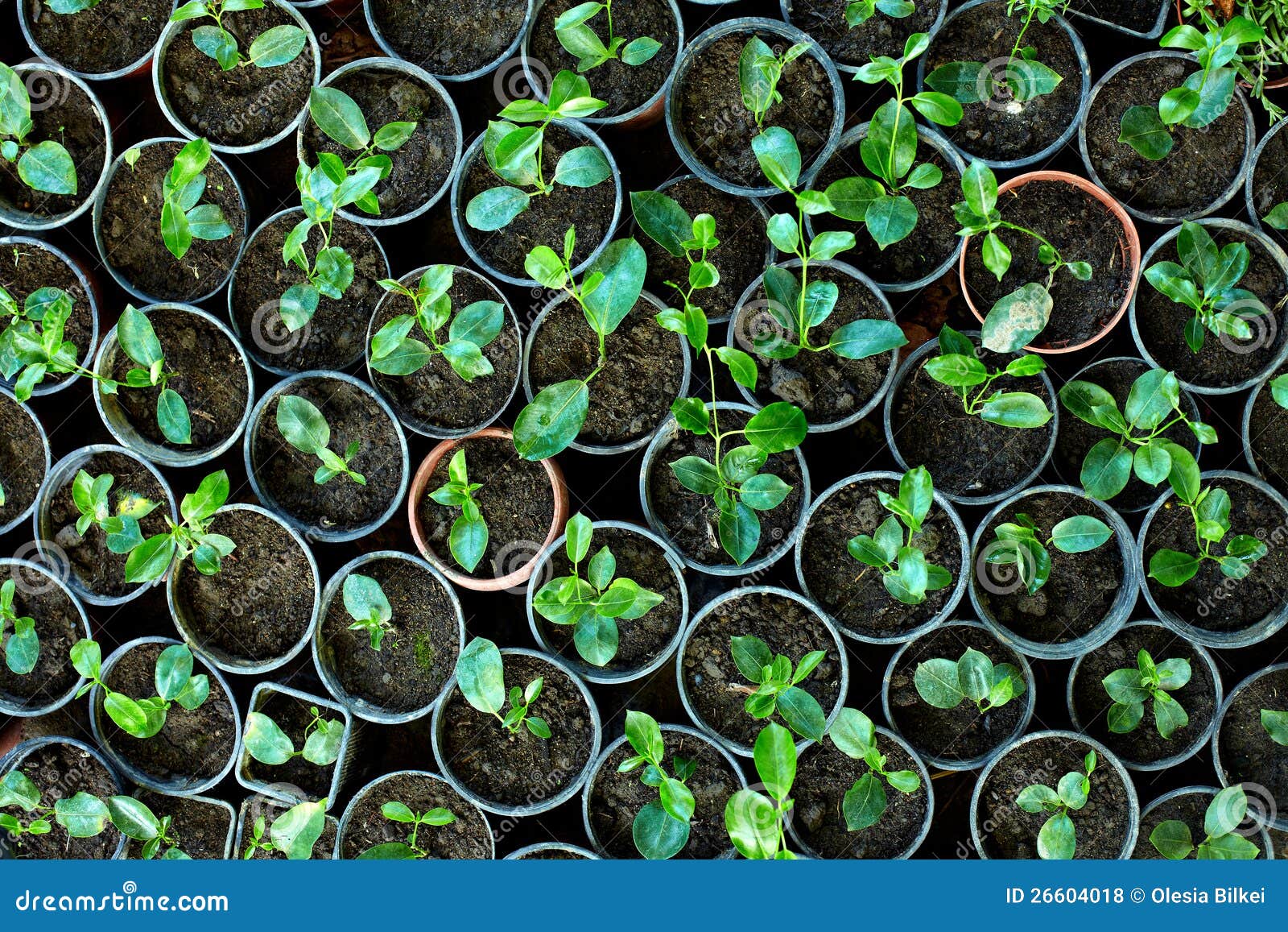 Many Young Potted Sprouts in Greenery Stock Photo - Image of gardening ...