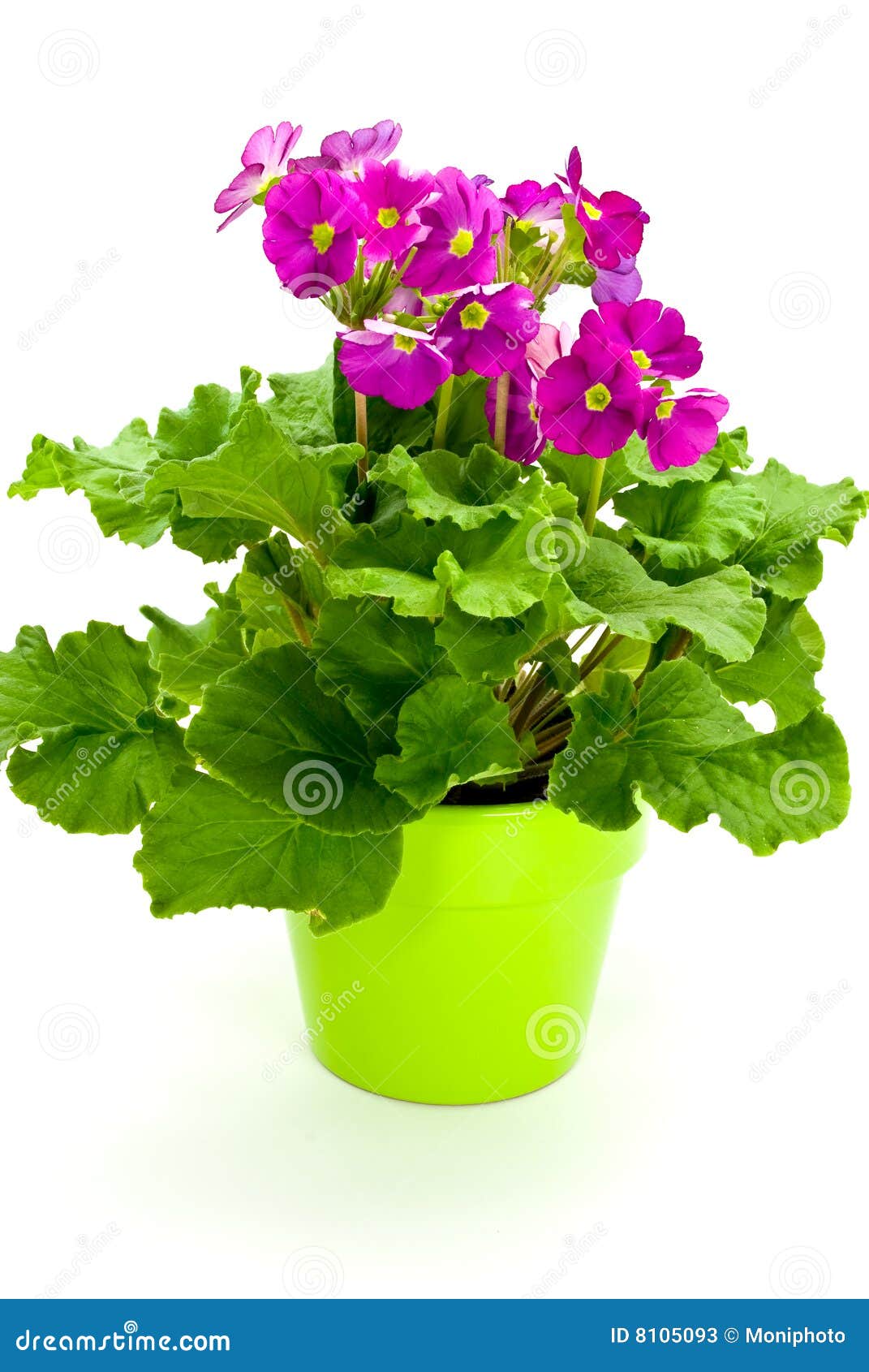 Many , Young Purple Primroses on the Flower Pot Stock Image - Image of ...