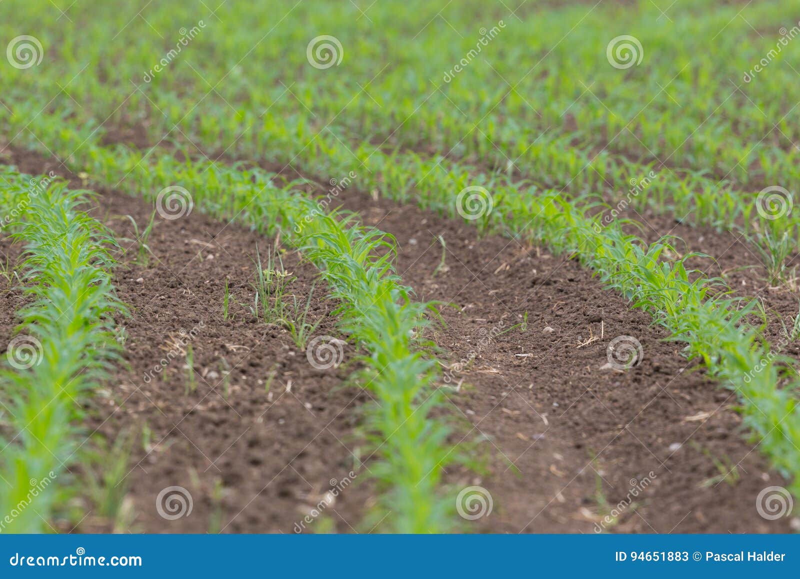 Many Young Sweet Corn Plants in Rows Stock Image - Image of summer ...