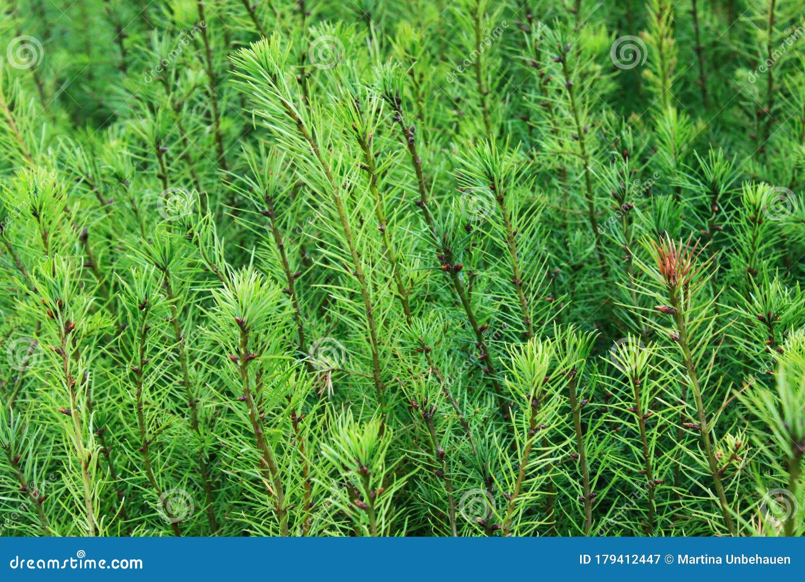 Many Young Trees in the Forest Stock Image - Image of nature, trees ...
