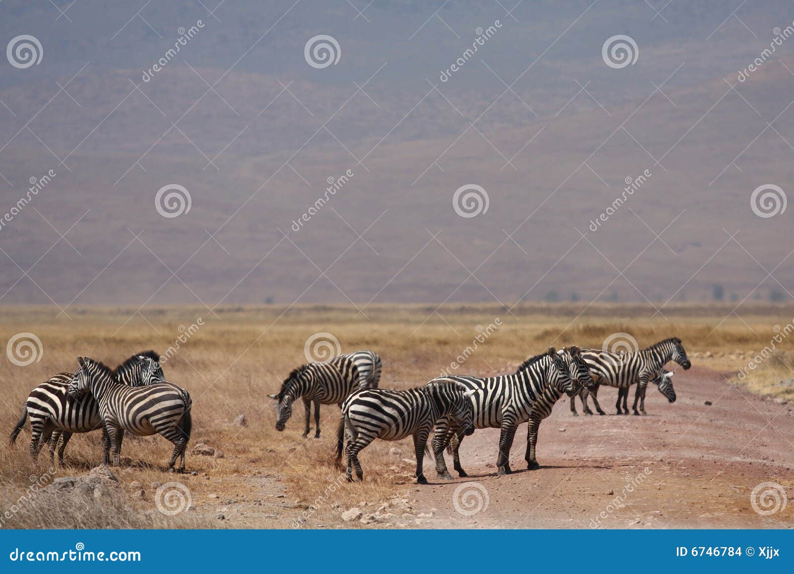 Many Zebras in Africa Safari Stock Photo - Image of design, autumn: 6746784
