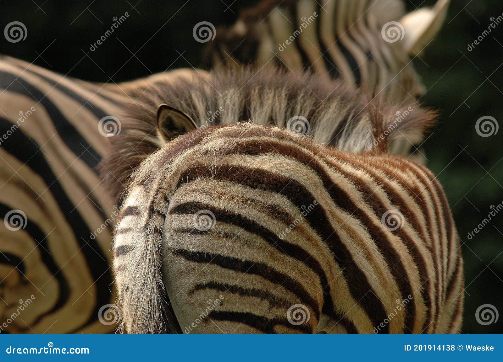Many zebras in the zoo stock photo. Image of stripes - 201914138