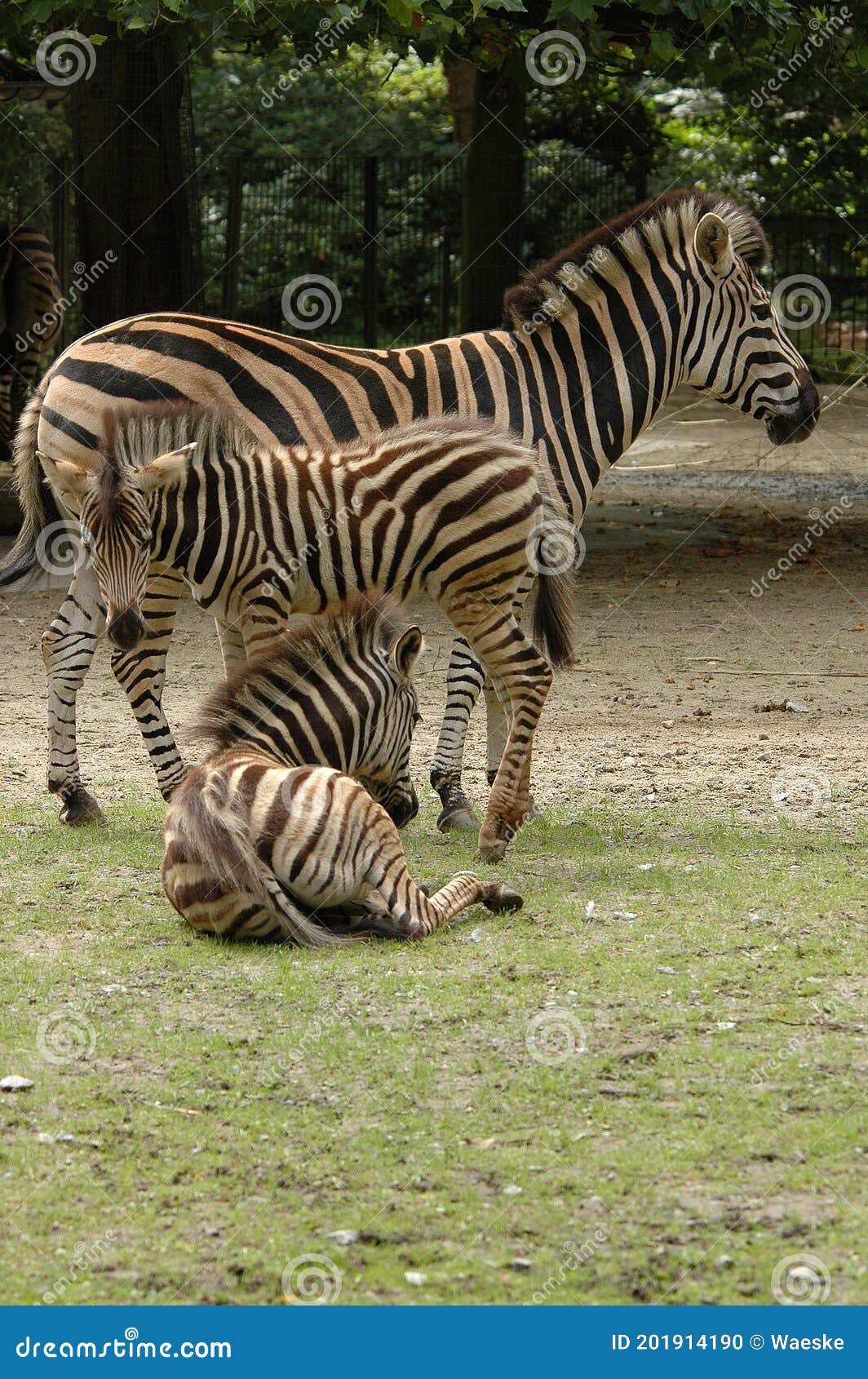 Many zebras in the zoo stock photo. Image of germany - 201914190