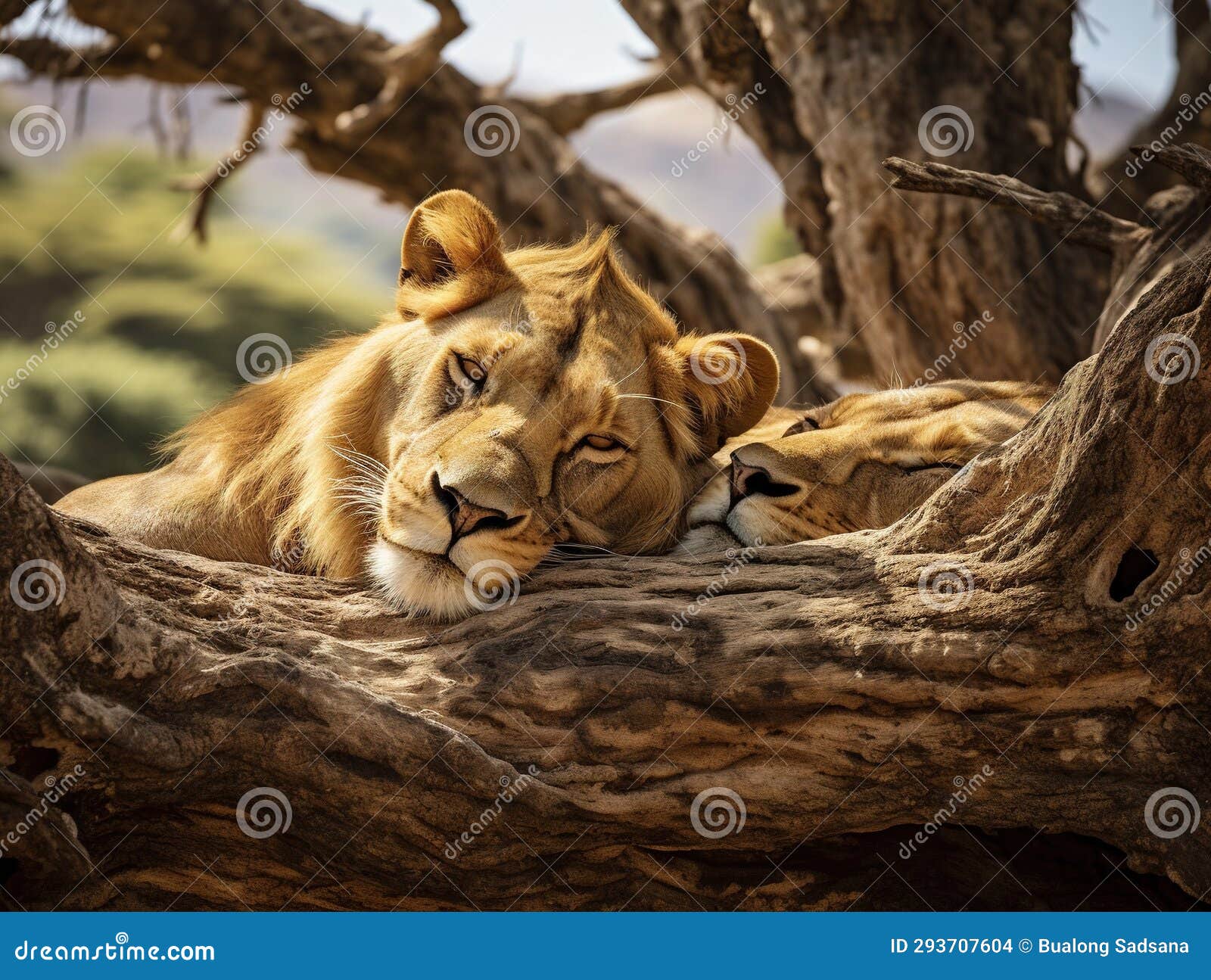 Ai Generated Illustration Wildlife Concept of Manyara Lions Stock ...