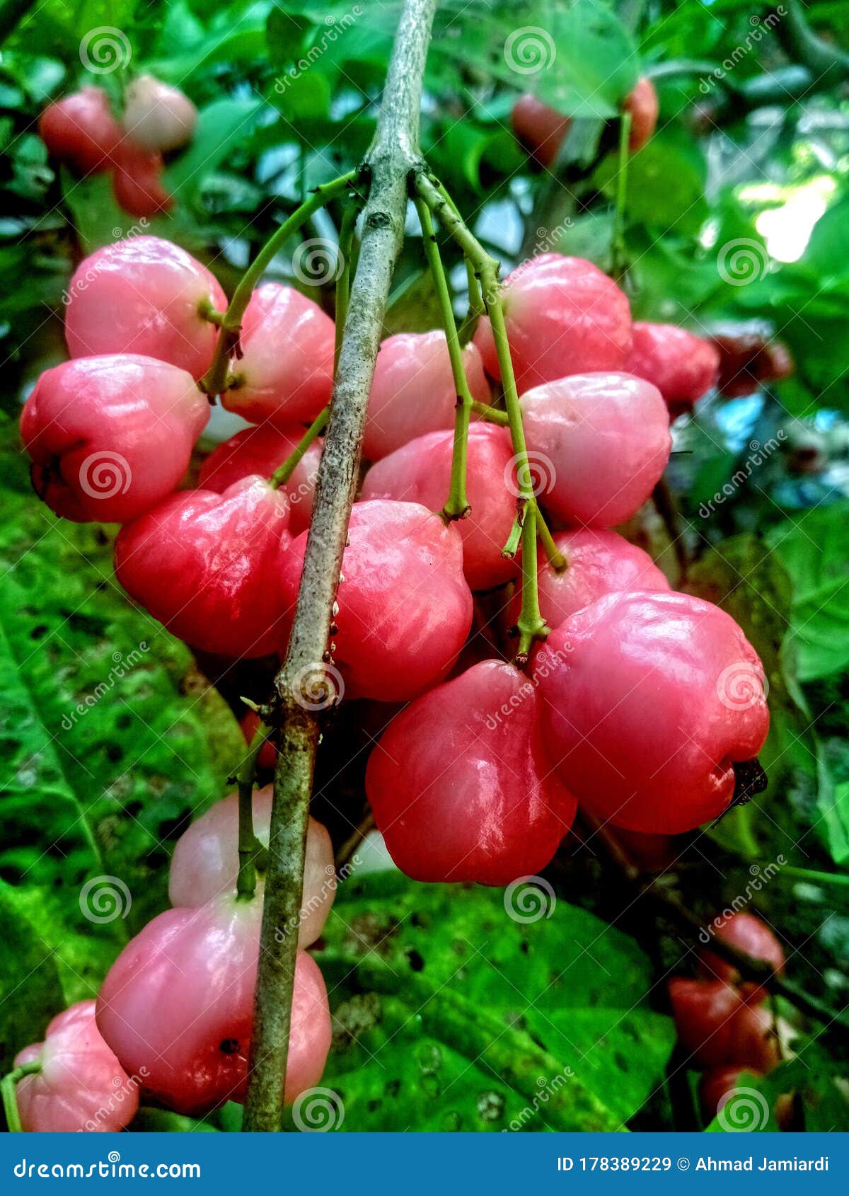 Manzana De Agua Lista Para Ser Recolectada Imagen de archivo - Imagen ...
