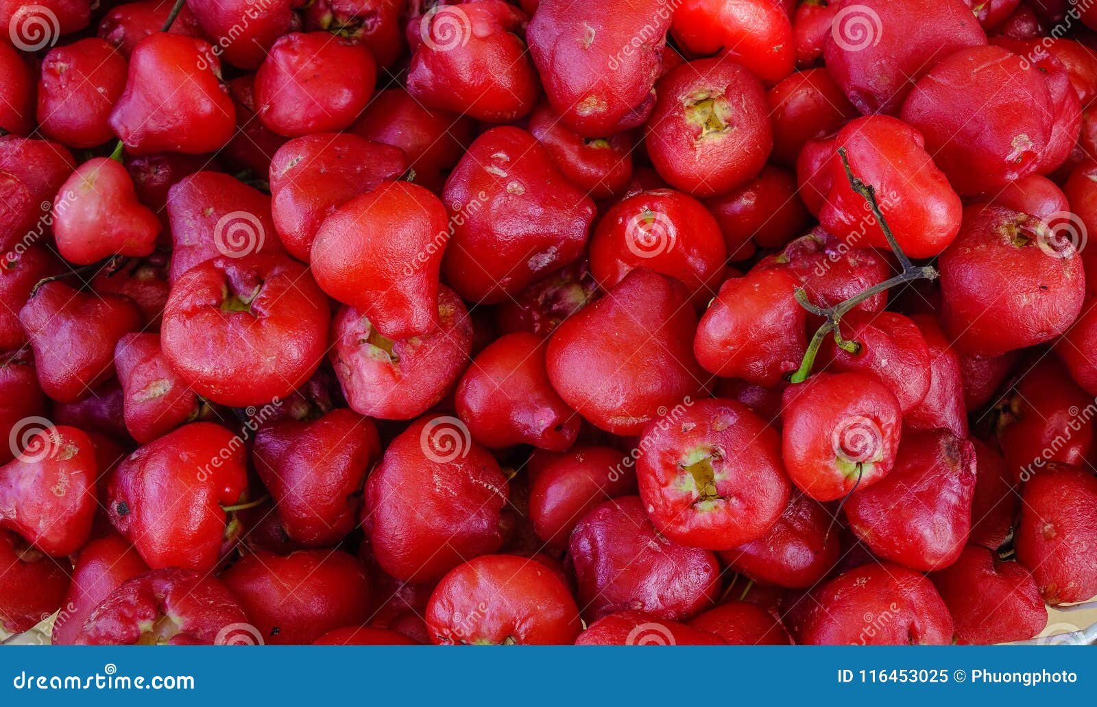 Manzana De Rose De La Manzana De Java Imagen de archivo - Imagen de ...