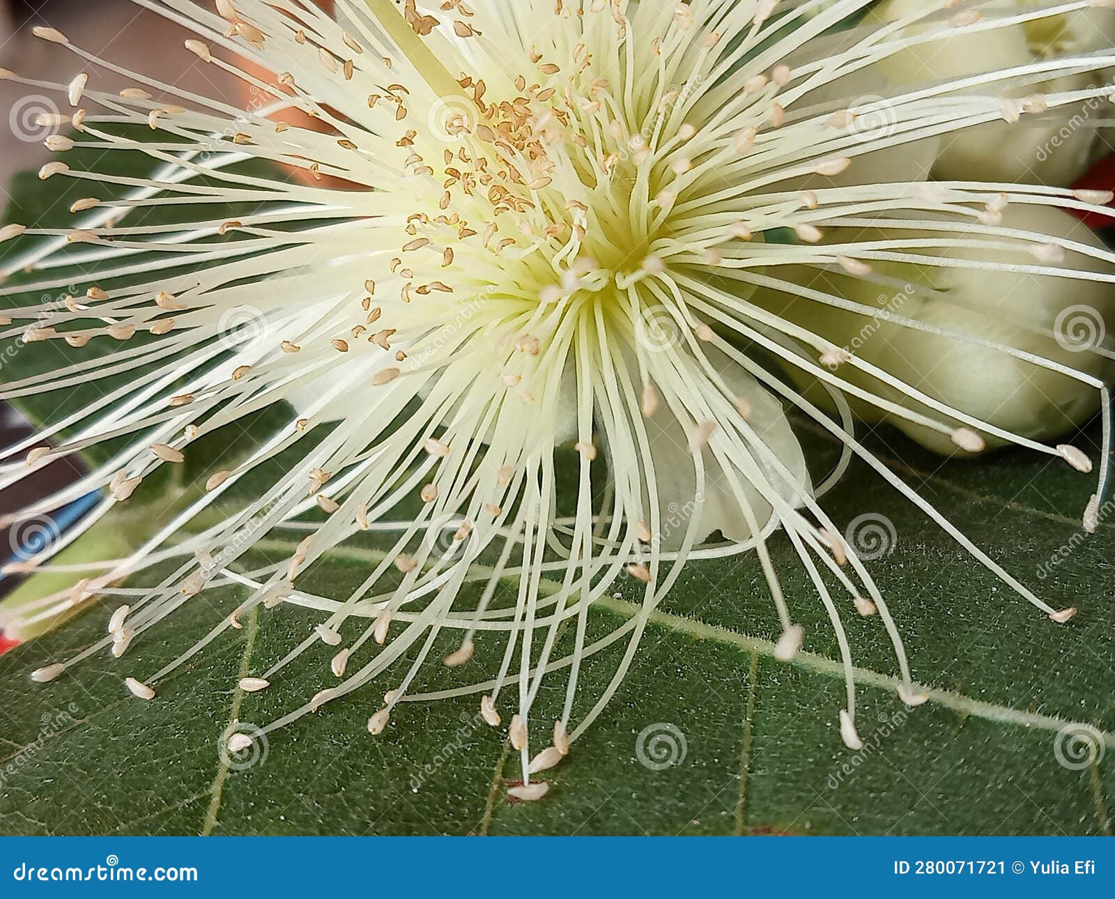Manzana Java Joven O Flor De Jambu Imagen de archivo - Imagen de java ...