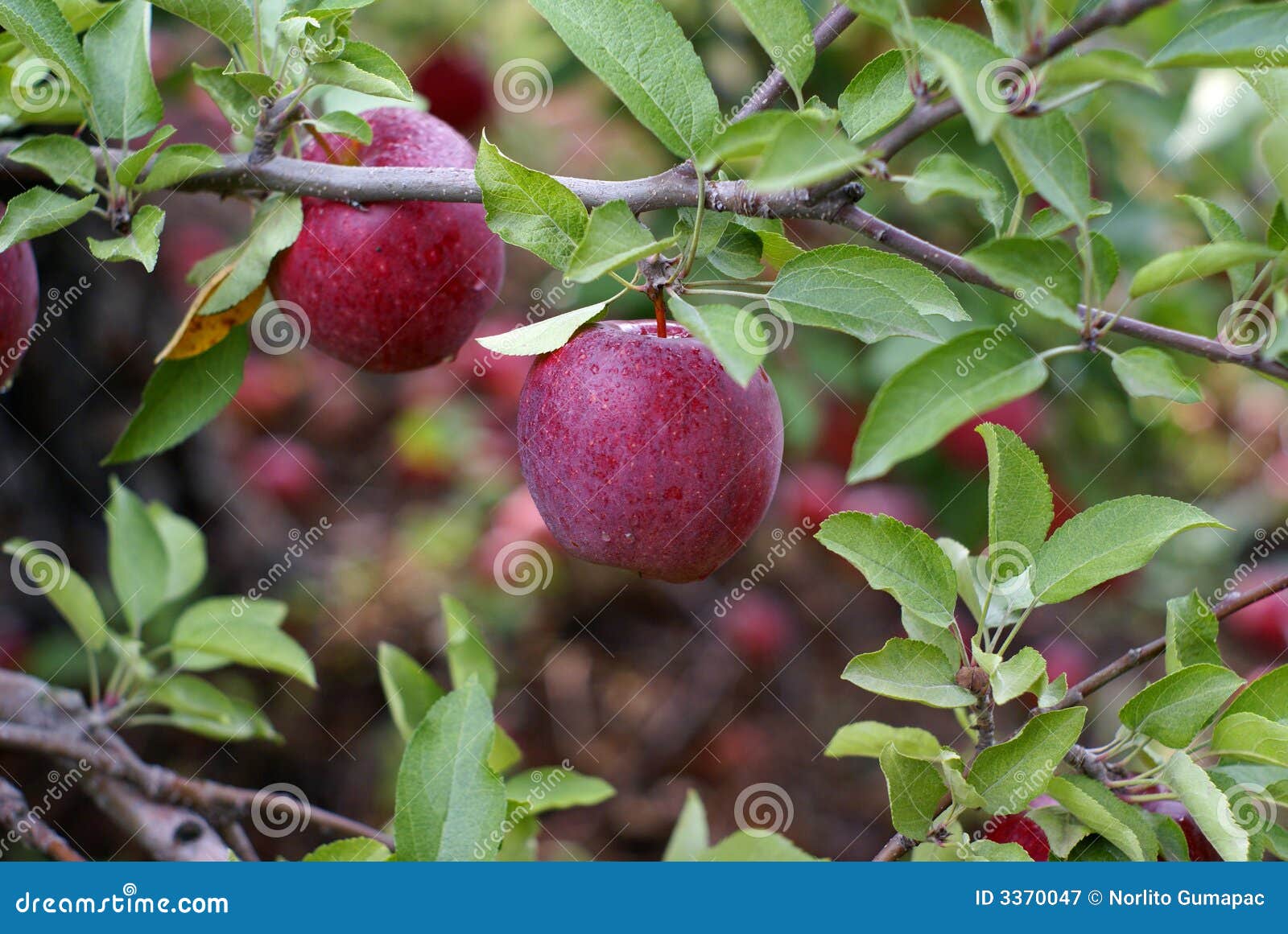 Manzana red delicious imagen de archivo. Imagen de dulce - 3370047